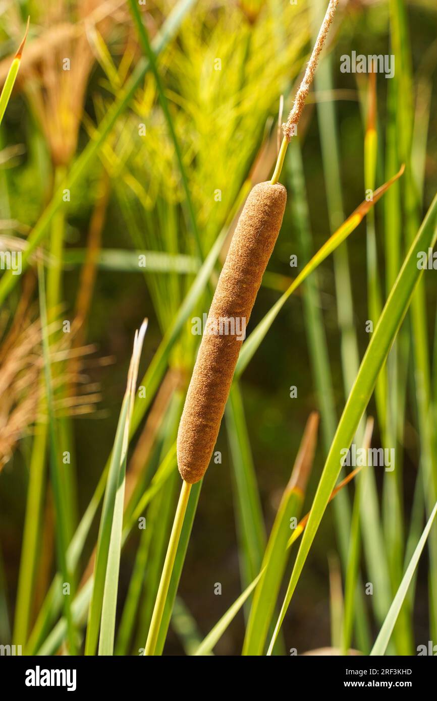 Typha angustifolia, lesser cattail aquatic plant, Spain Stock Photo - Alamy