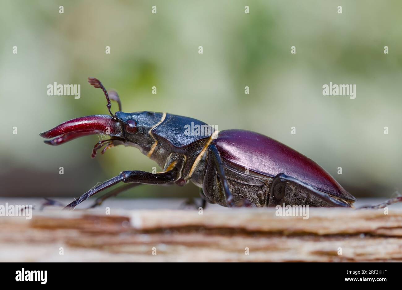 Side View Of A Male Stag Beetle, Lucanus cervus, On Dead Wood With ...