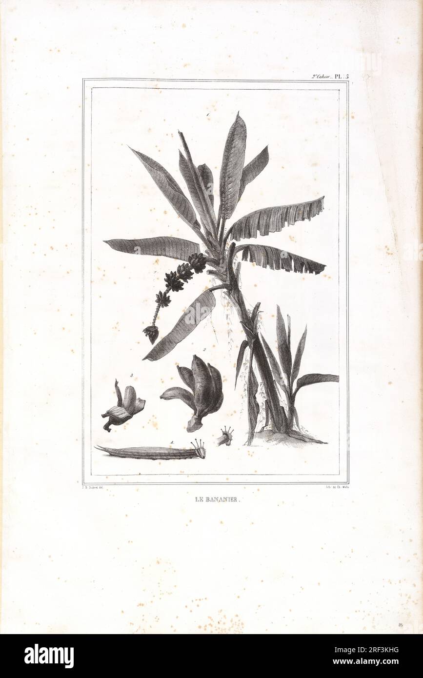 Bananier bananier hi-res stock photography and images - Alamy