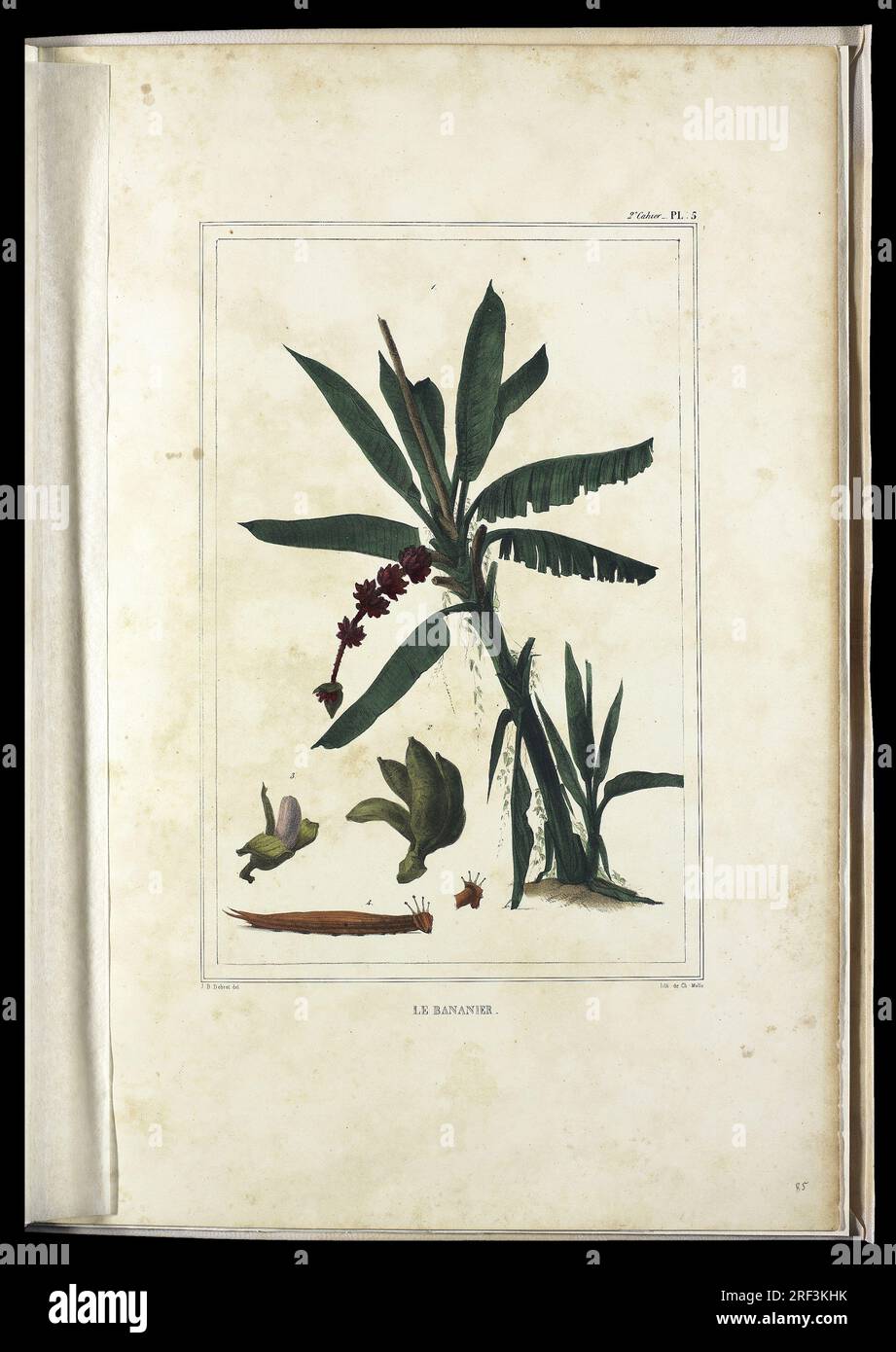 Le Bananier (2) 1834 by Jean-Baptiste Debret Stock Photo - Alamy