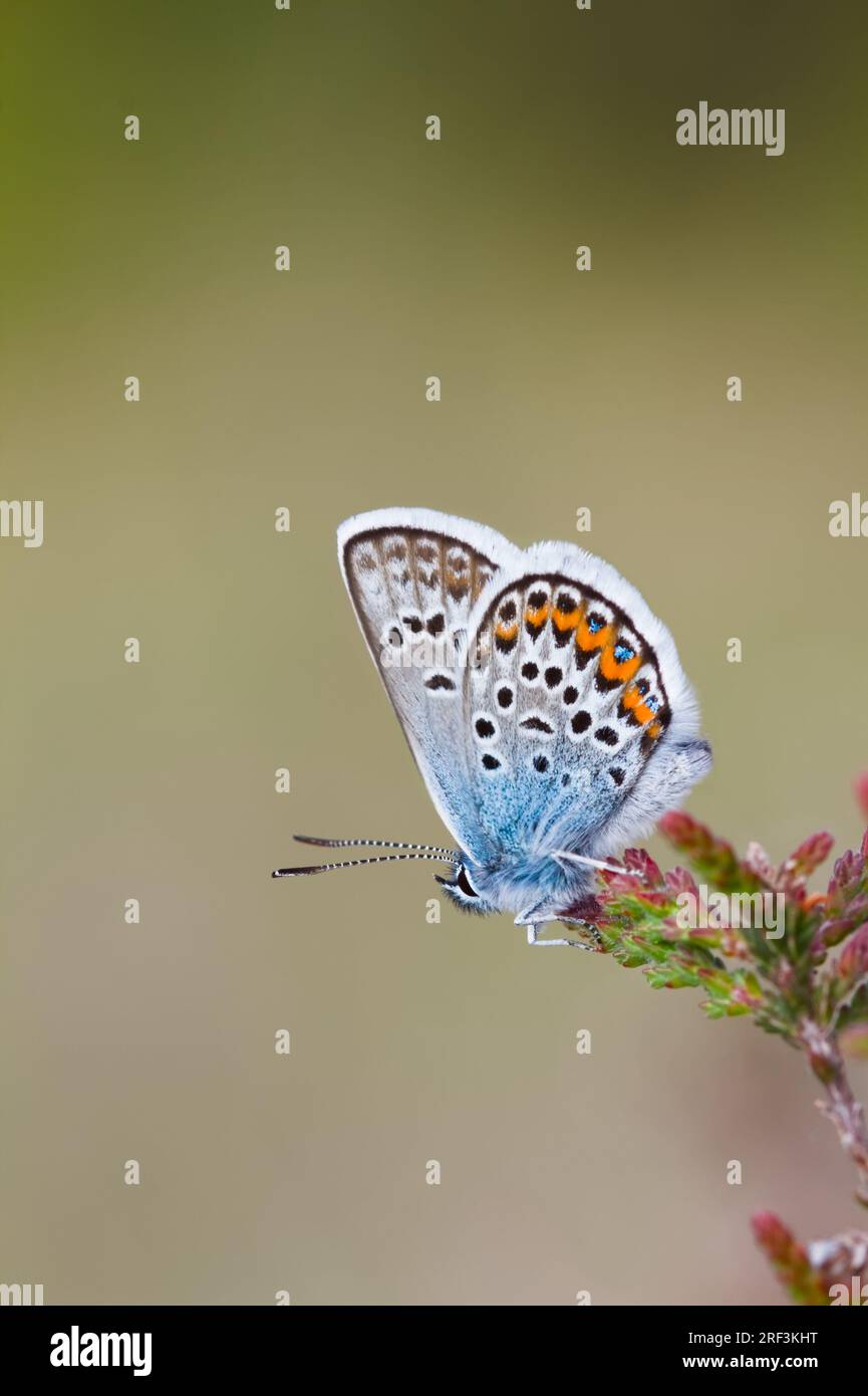 Silver studded blue butterfly hi-res stock photography and images - Alamy