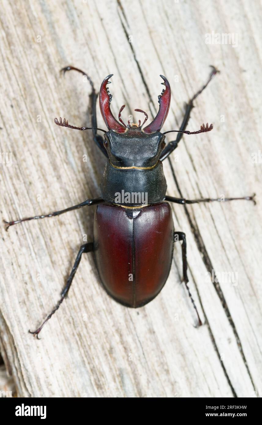 View From Above Of A Male Stag Beetle, Lucanus cervus, On Dead Wood ...