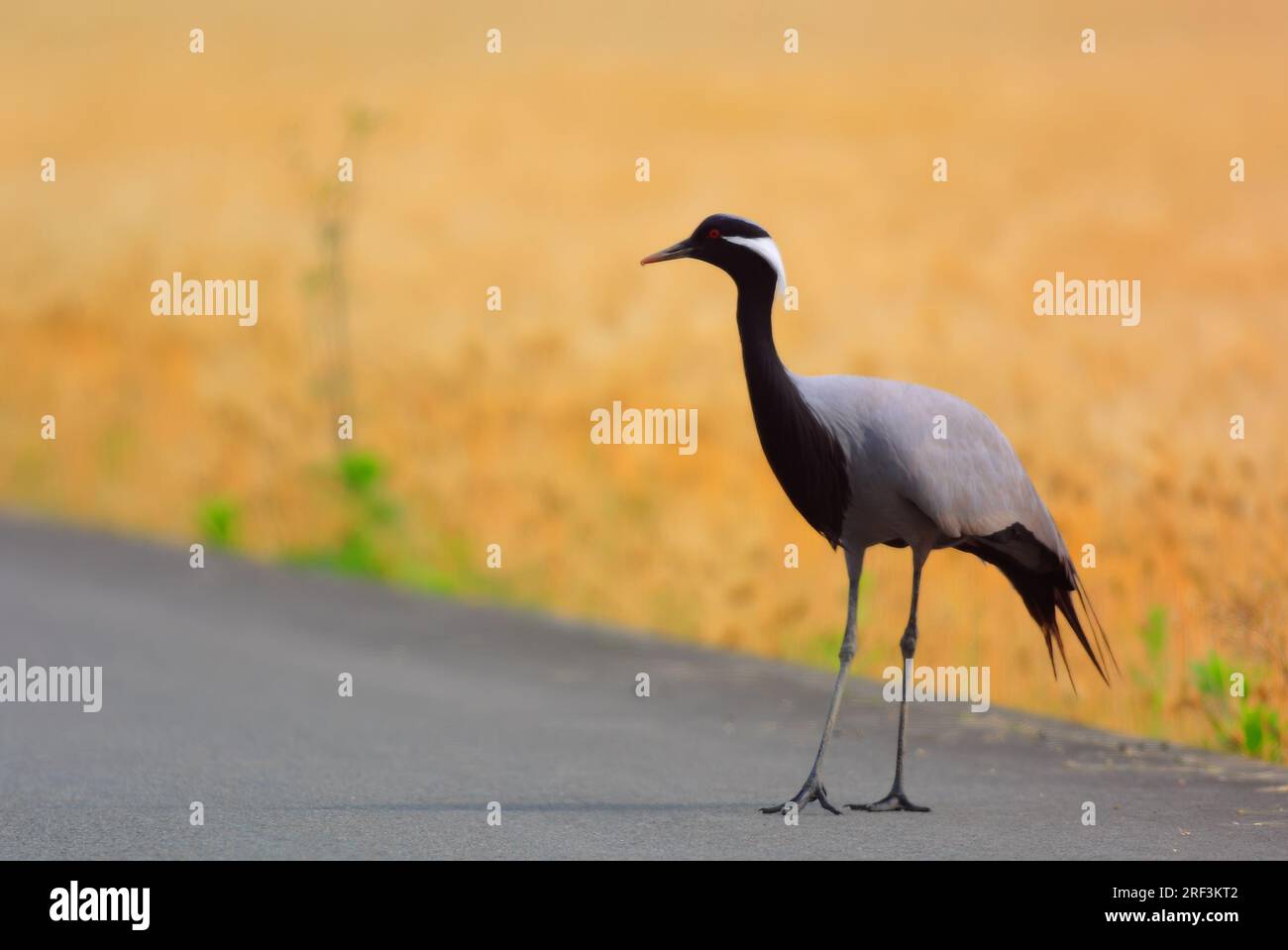 The demoiselle crane (Grus virgo) is a species of crane found in ...