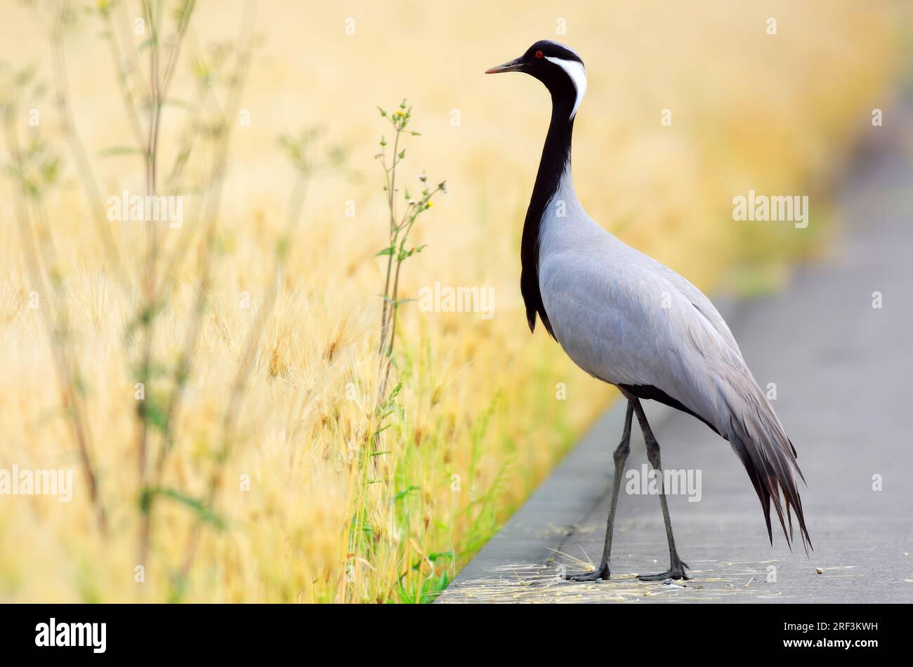The demoiselle crane (Grus virgo) is a species of crane found in ...