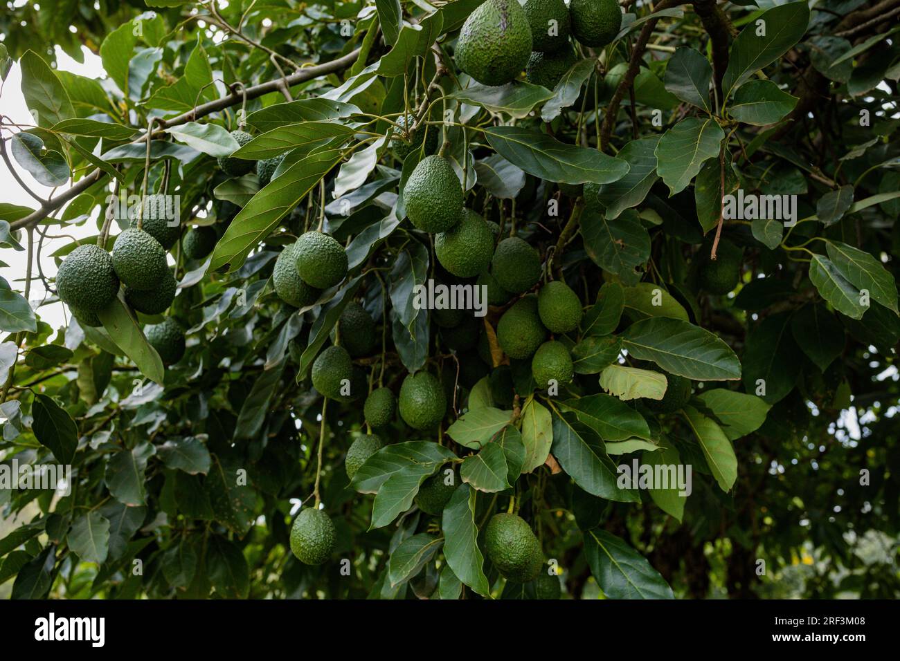 Kenyan Avocado farming plants trees on the farm. Hass avocado is a ...