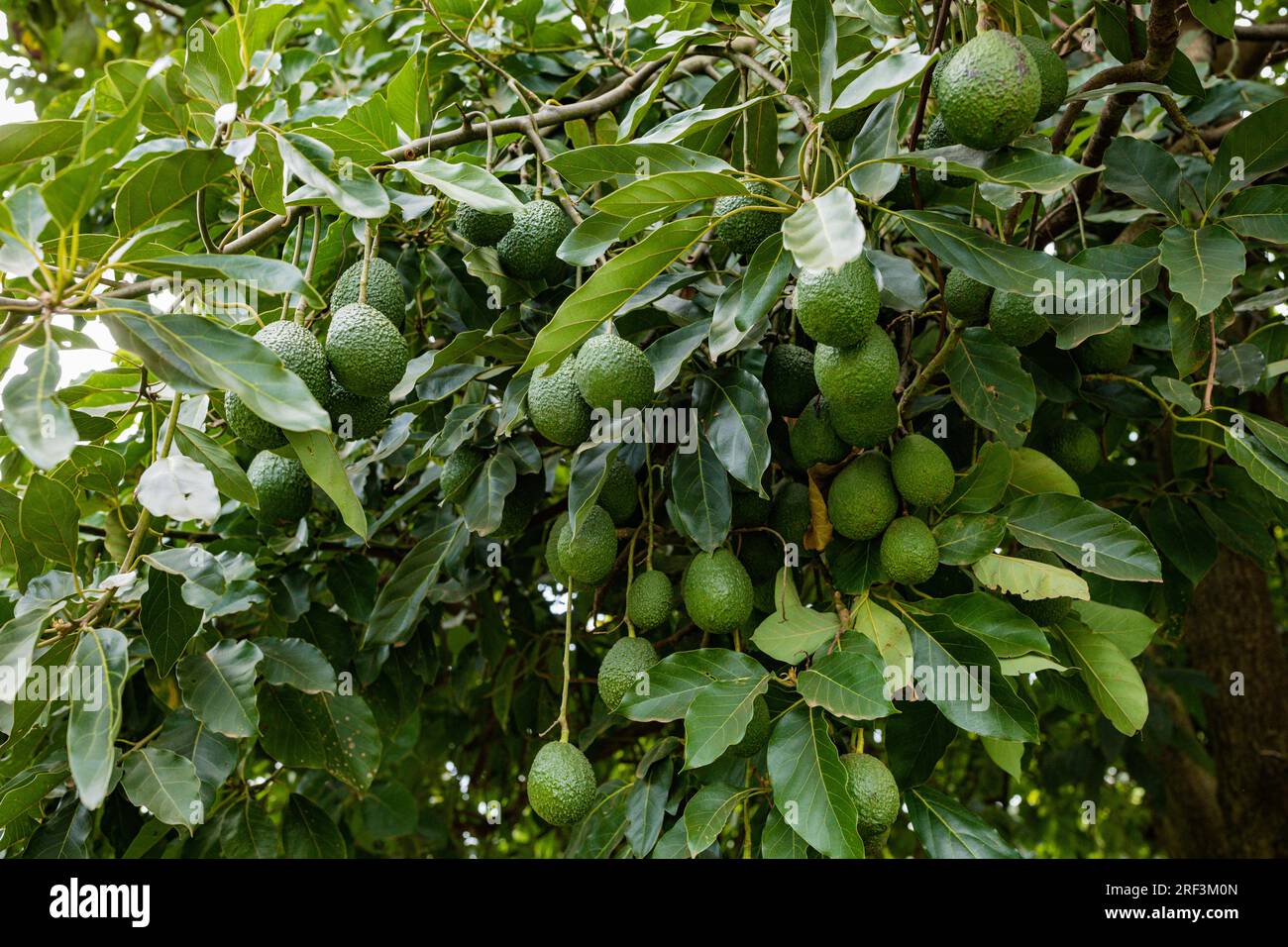 Kenyan Avocado farming plants trees on the farm. Hass avocado is a ...