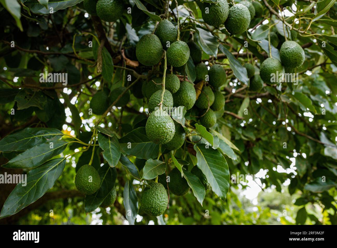 Kenyan Avocado farming plants trees on the farm. Hass avocado is a ...