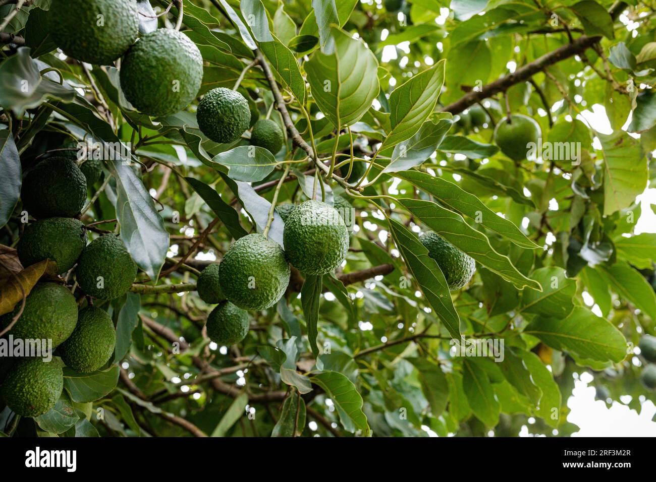 Kenyan Avocado farming plants trees on the farm. Hass avocado is a ...