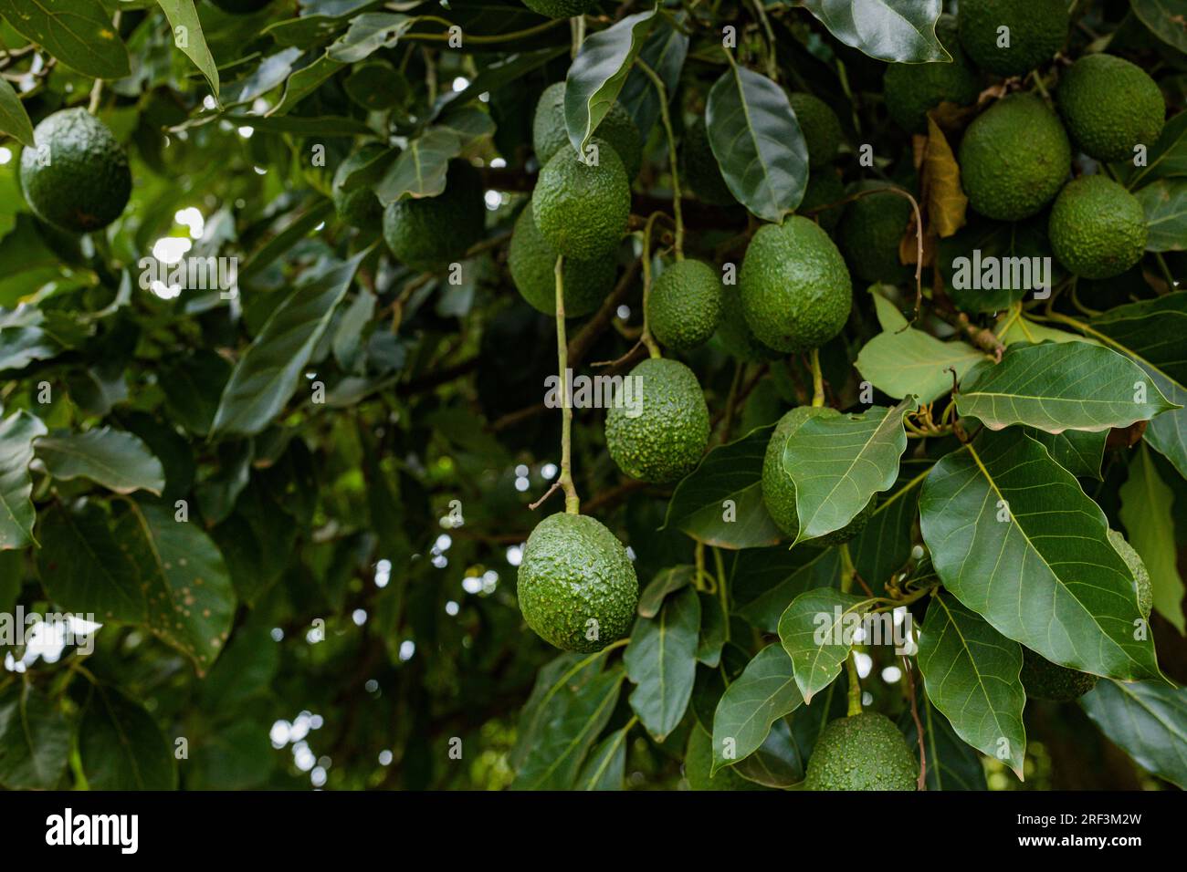 Kenyan Avocado farming plants trees on the farm. Hass avocado is a ...