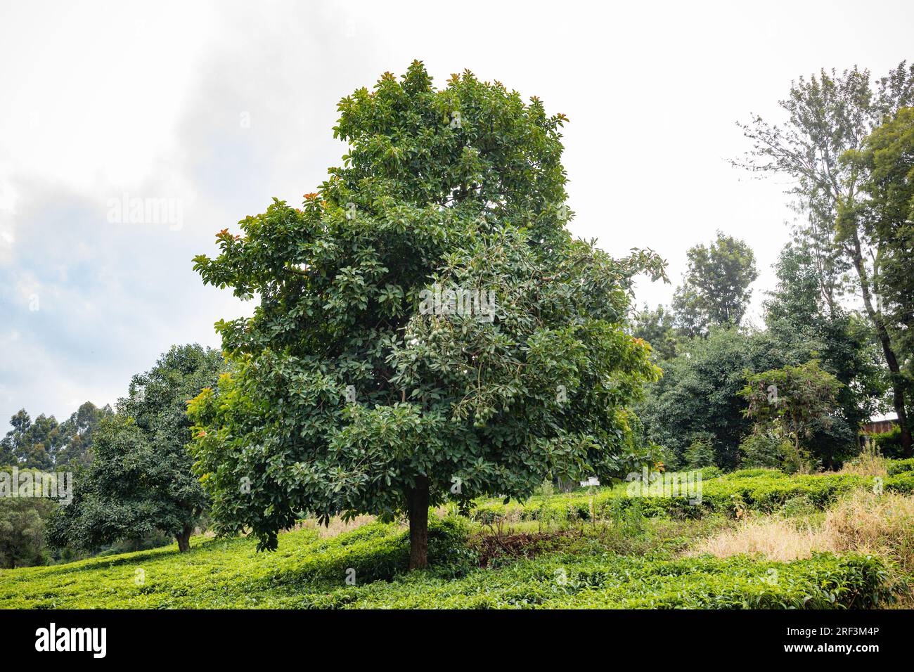 Kenyan Avocado farming plants trees on the farm. Hass avocado is a ...