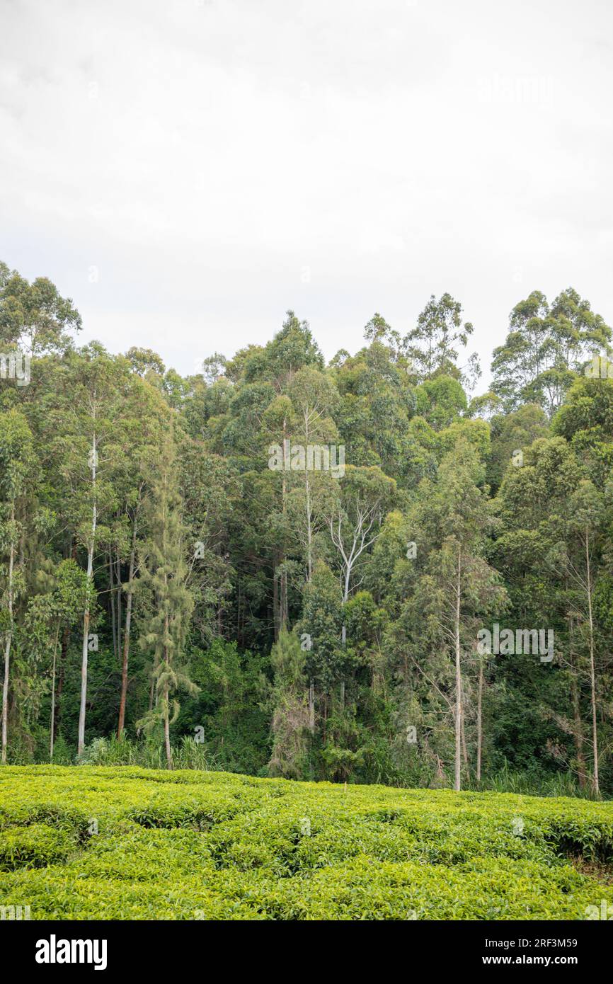 Kiambu County Limuru Tea Farm plantation in Kiambu County, Kenya Tea is ...