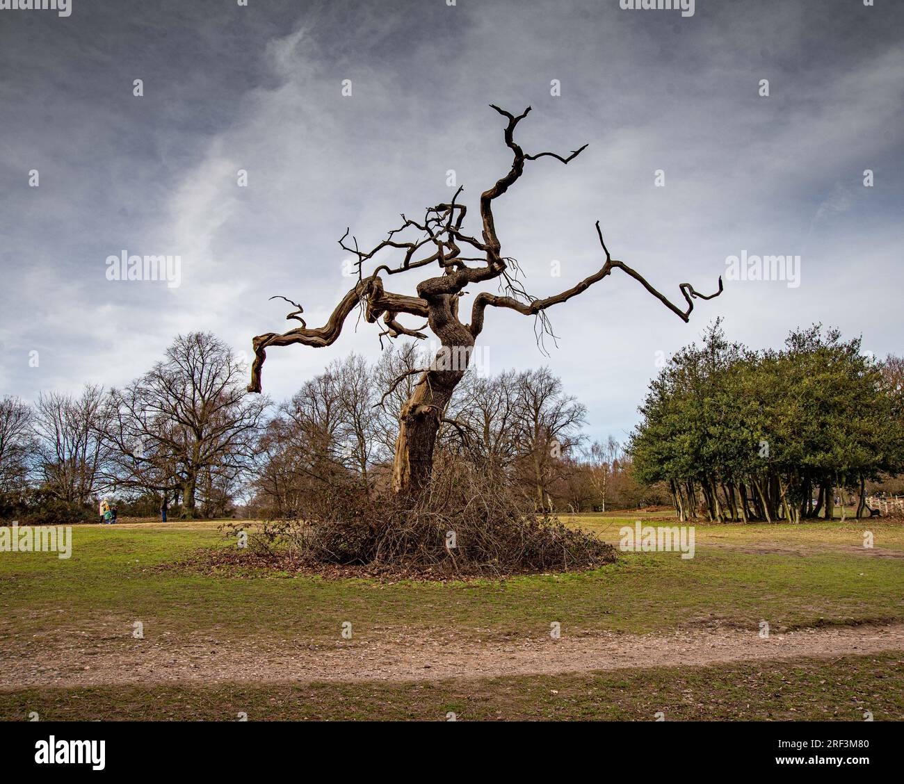 Weird tree hi-res stock photography and images - Alamy