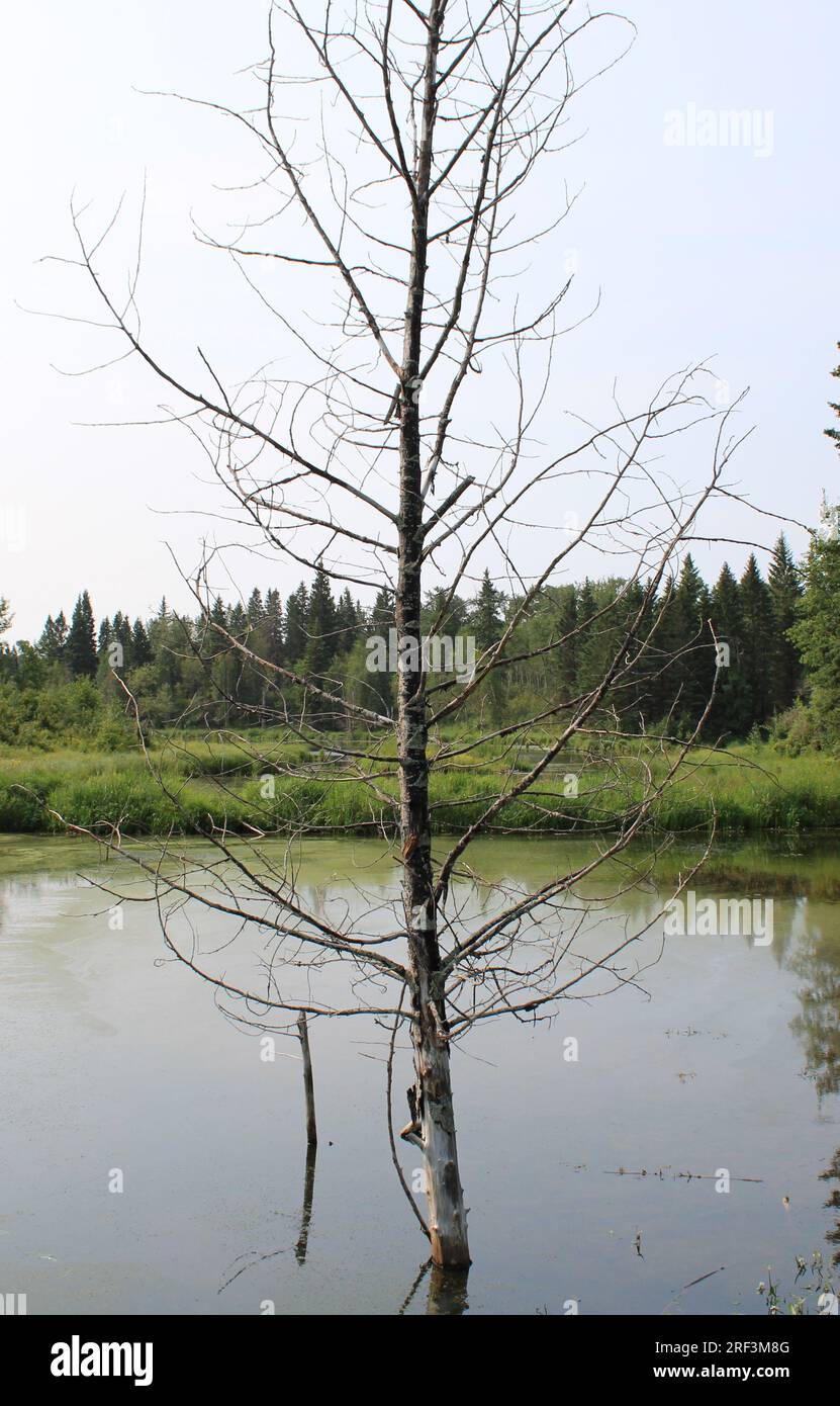 Tree in Lake Stock Photo - Alamy