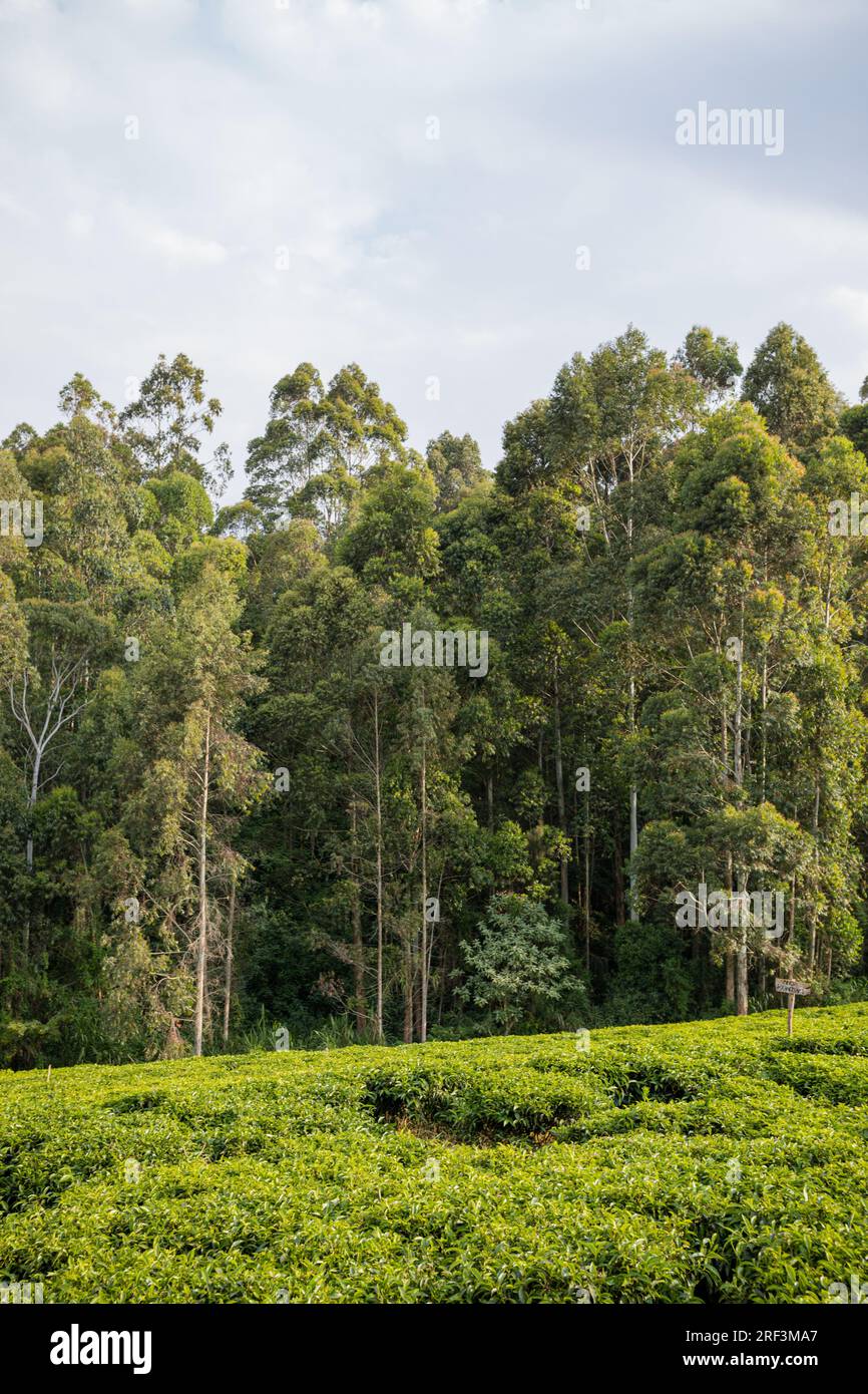 Kiambu County Limuru Tea Farm plantation in Kiambu County, Kenya Tea is ...