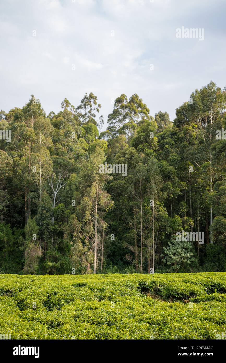 Kiambu County Limuru Tea Farm plantation in Kiambu County, Kenya Tea is ...