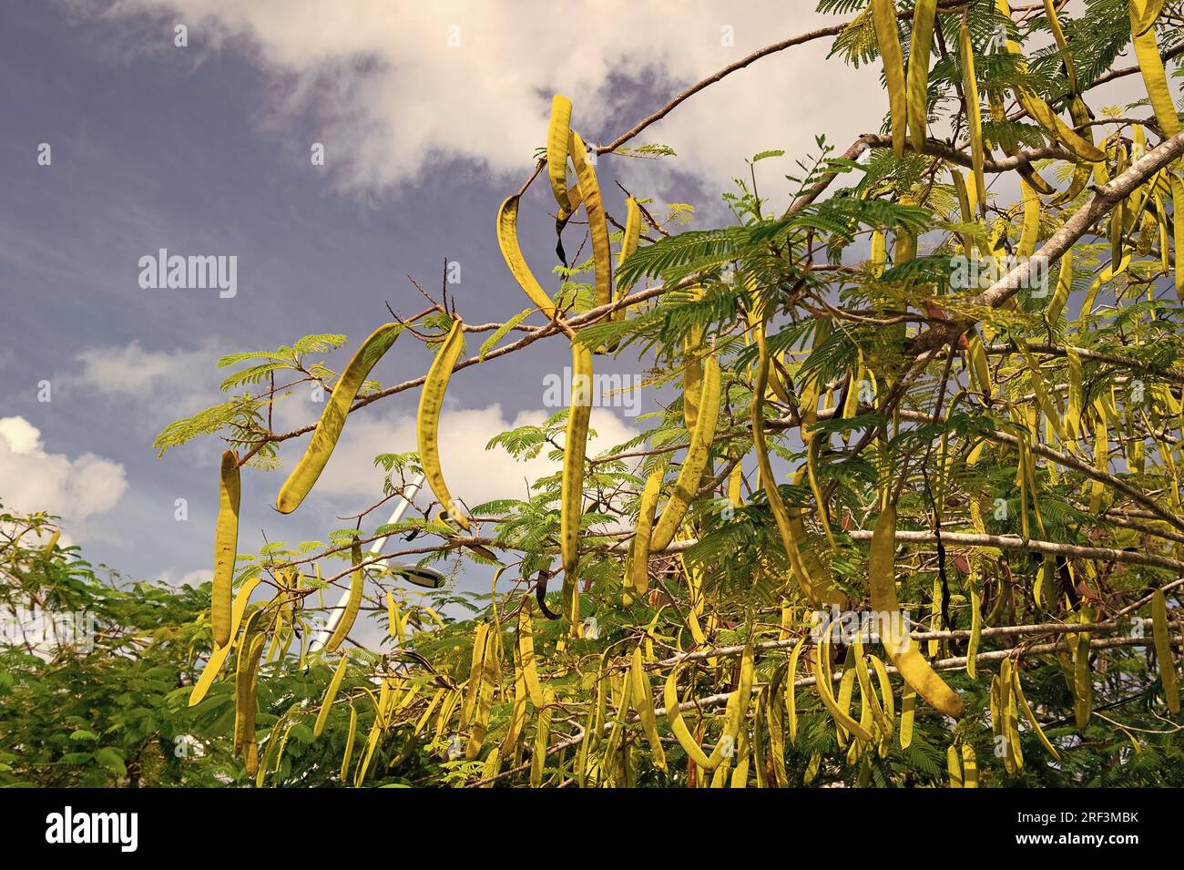 leucaena memosoid tropical tree. leucaena tropical tree with leaves ...