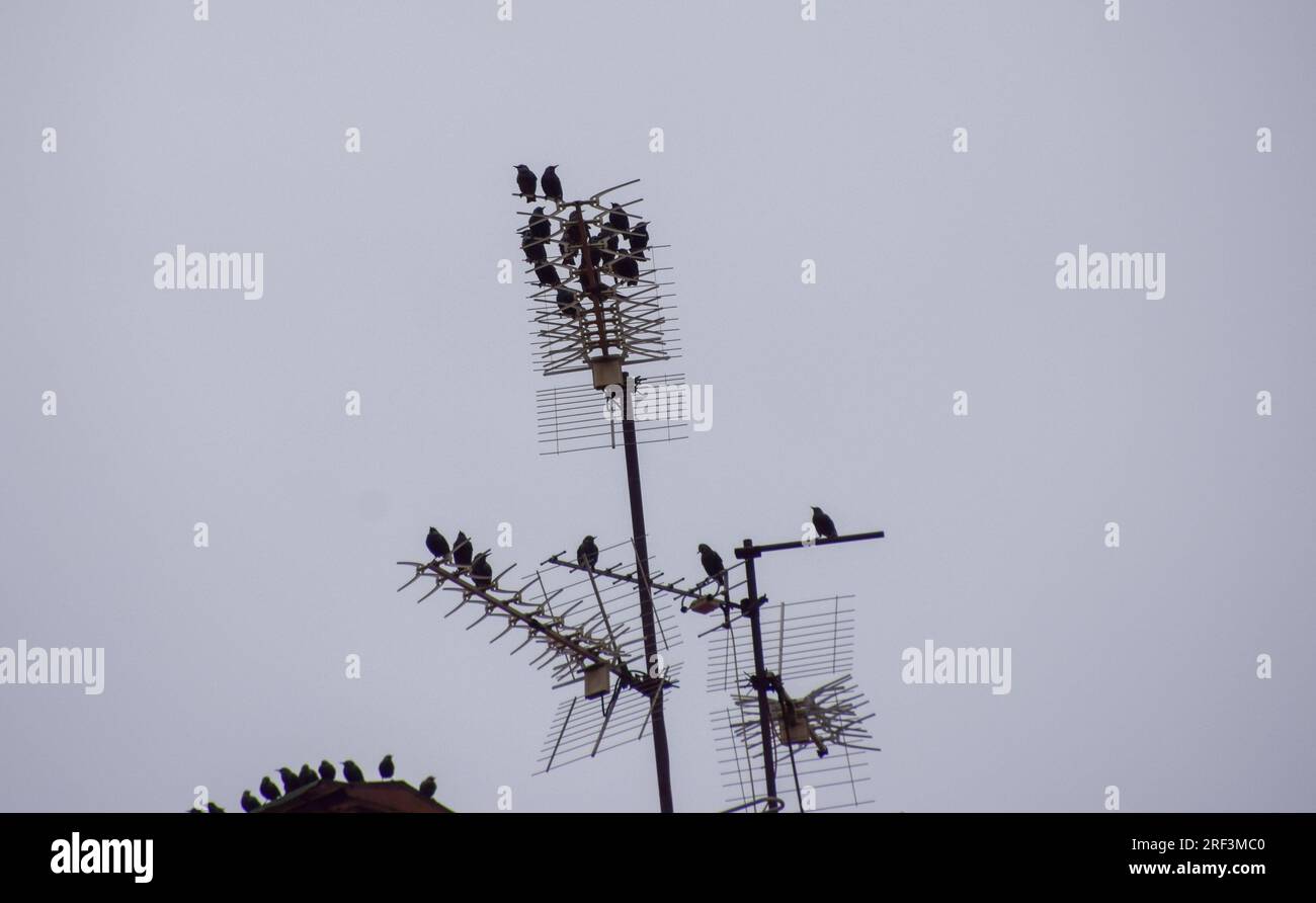 Spread Antennas Hi Res Stock Photography And Images Alamy