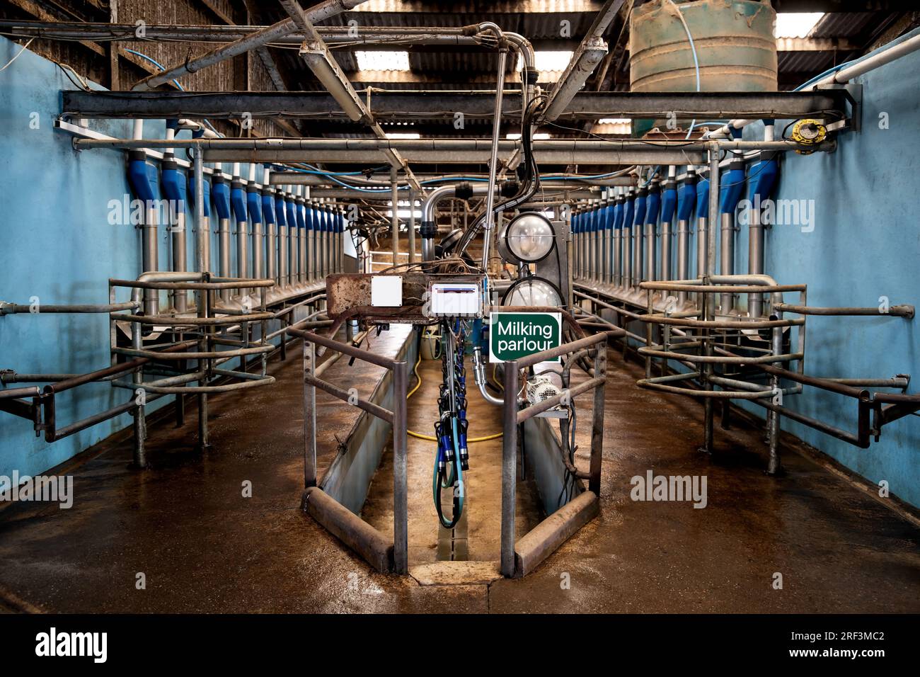 Cattle milking parlour in a large rural dairy farm Stock Photo - Alamy