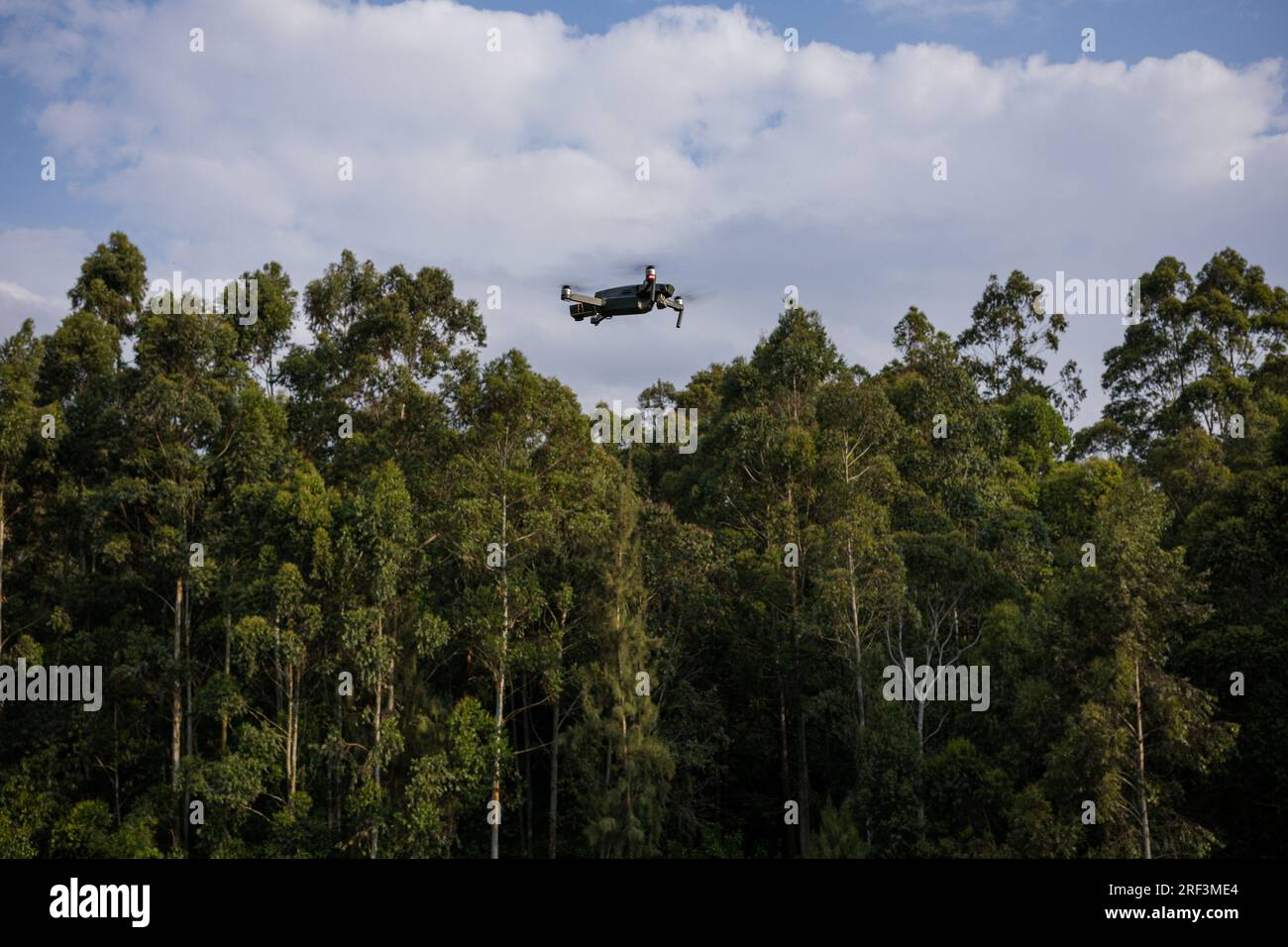 Kiambu County Limuru Tea Farm plantation in Kiambu County, Kenya Tea is ...