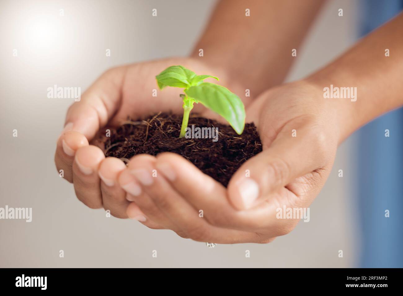 Hands, person and plants for growth development, future sustainability ...