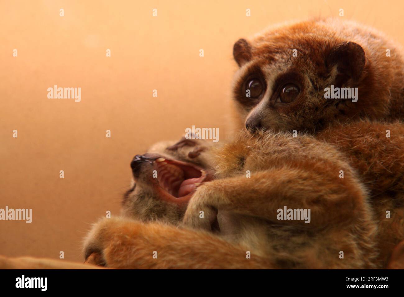 closeup of a slow lorises Stock Photo - Alamy