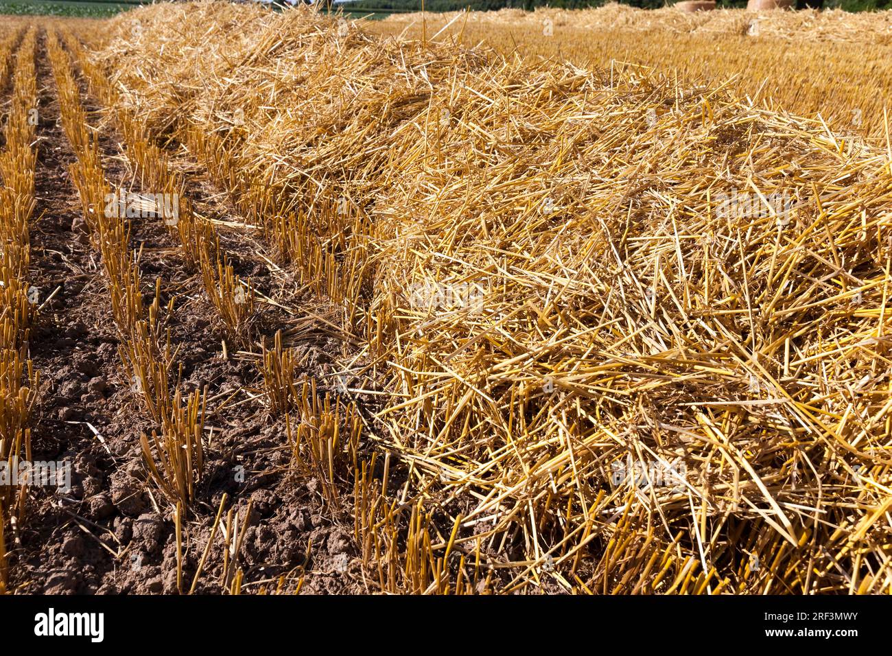 straw on agricultural land after harvesting and receiving a large ...