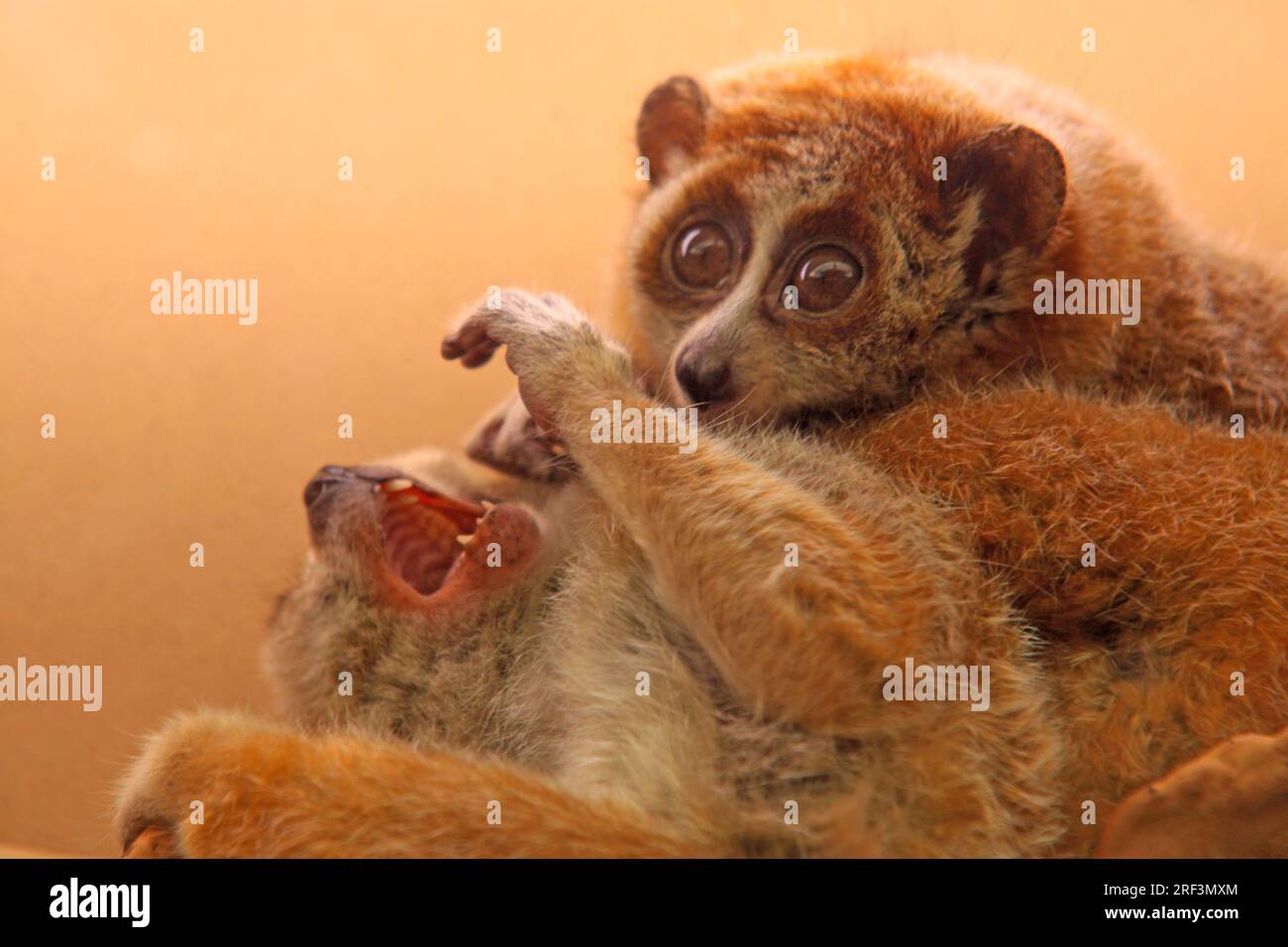 closeup of a slow lorises Stock Photo - Alamy