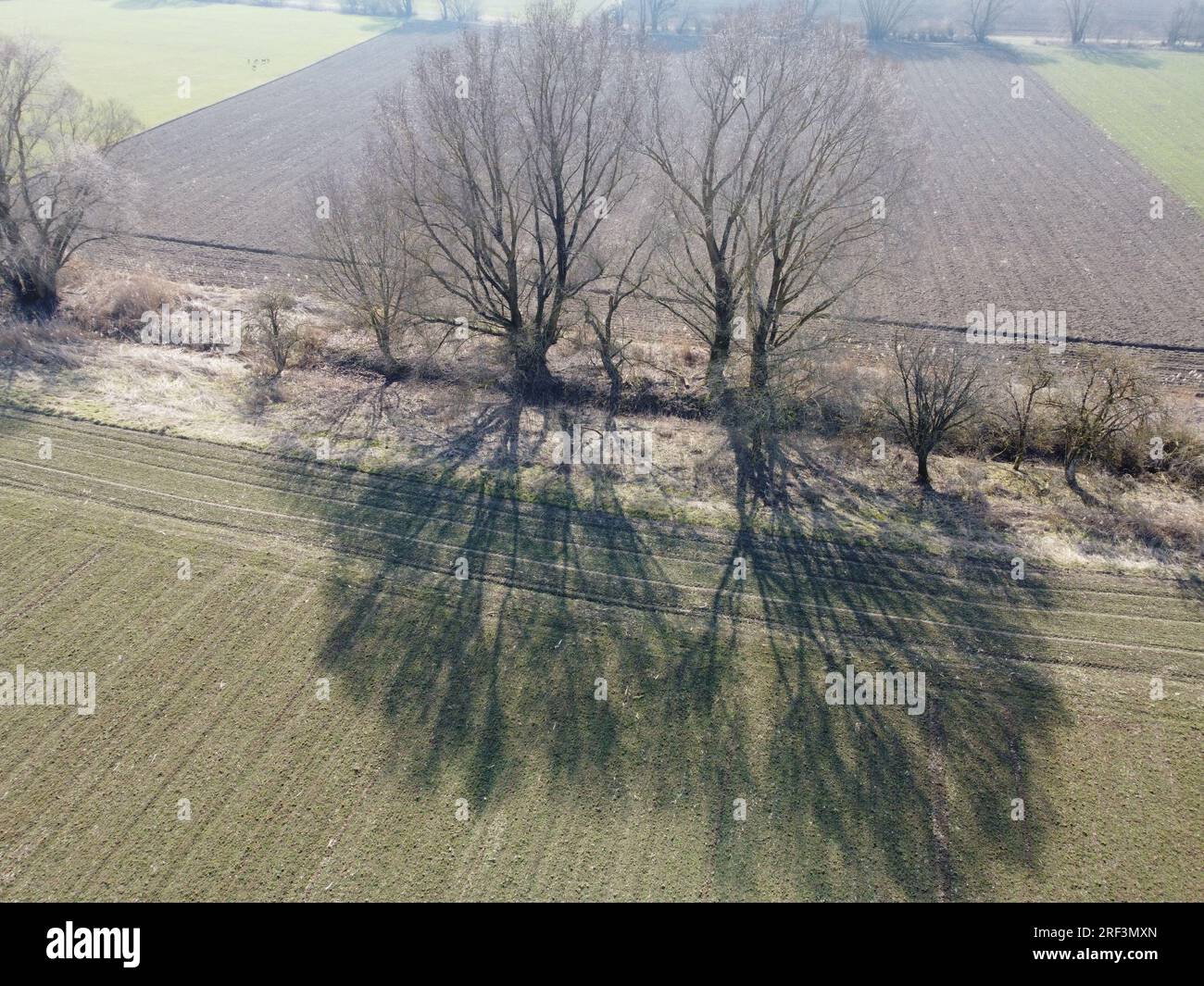 Long shadows from avenue deciduous trees with springtime in Bavaria ...