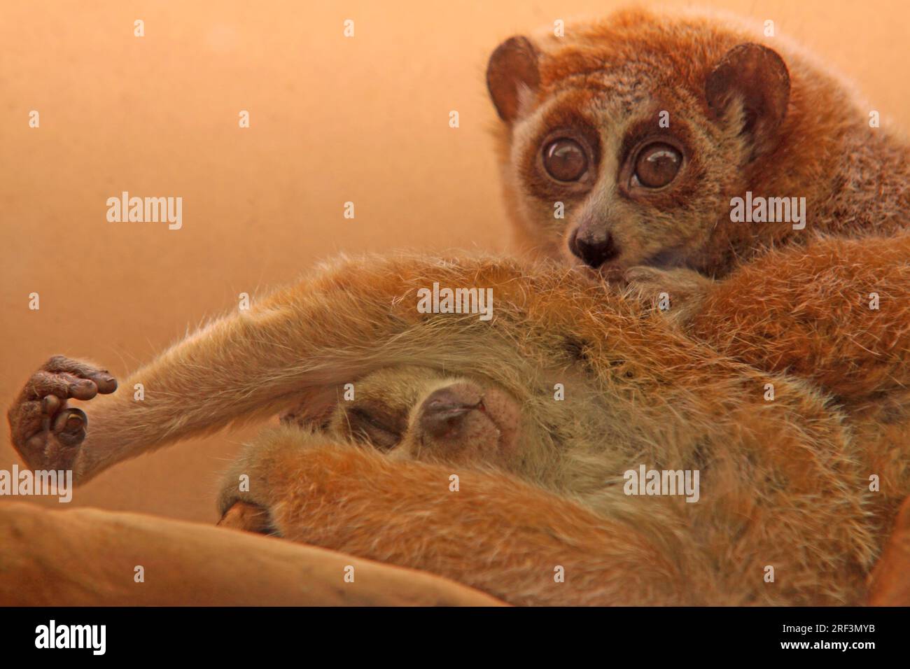 closeup of a slow lorises Stock Photo - Alamy