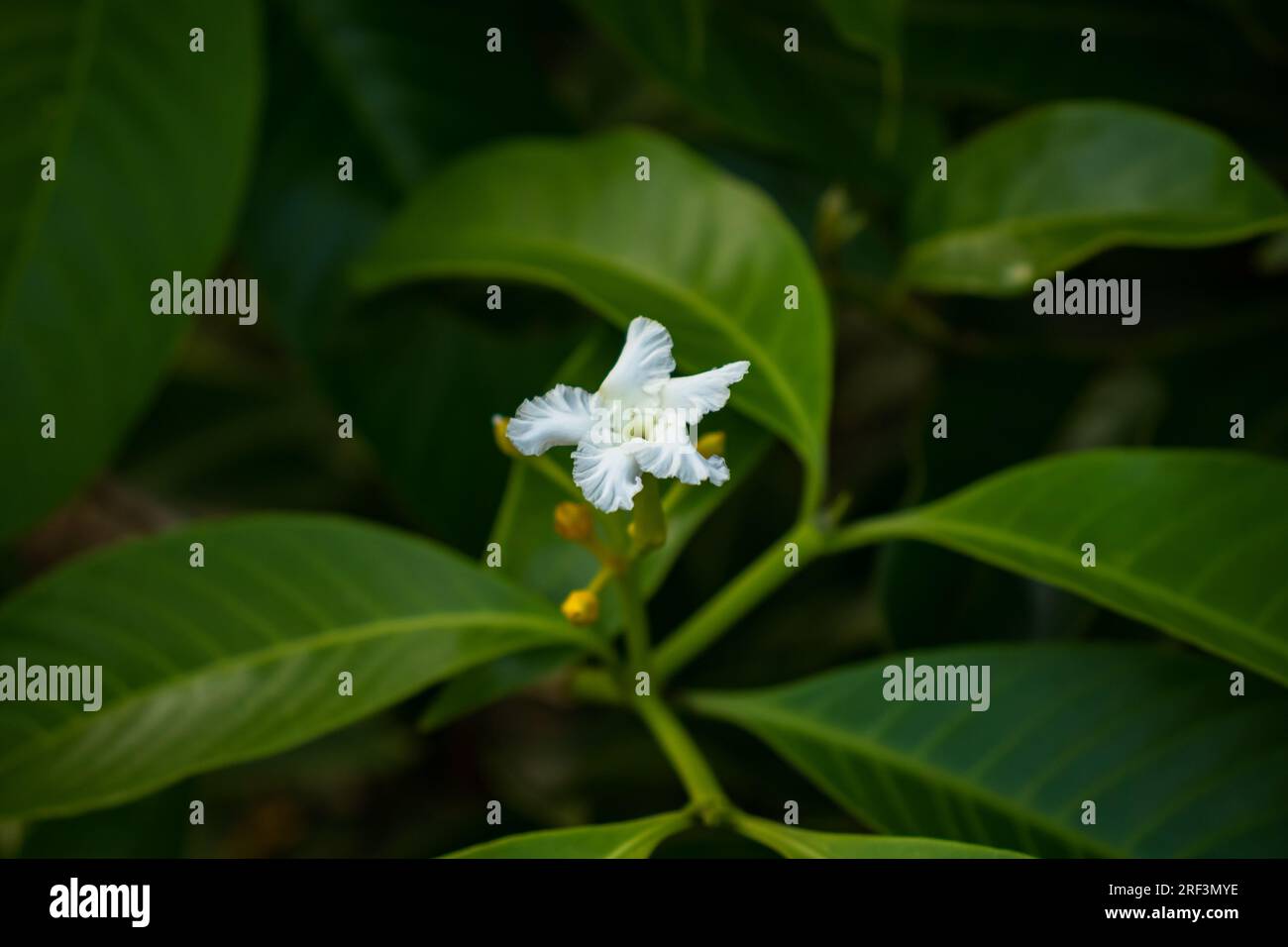 Delicate flower blossom amidst green foliage - nature's beauty on ...