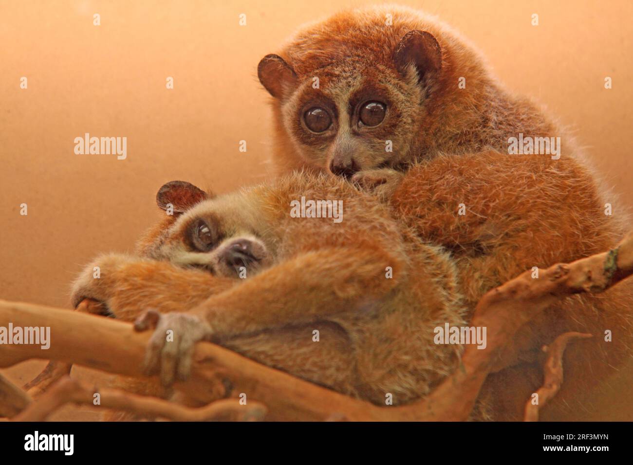 closeup of a slow lorises Stock Photo - Alamy