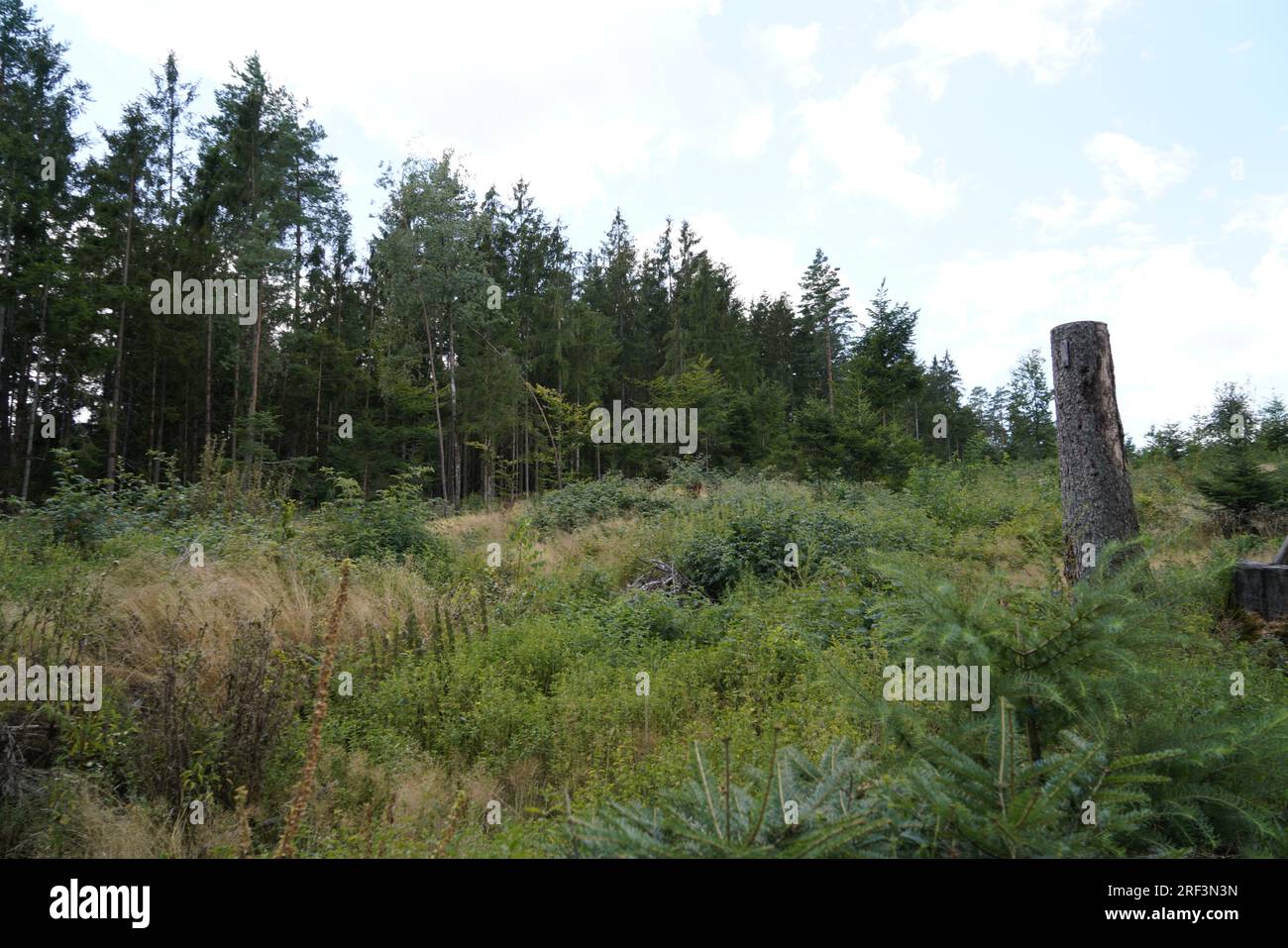dying forests due to senseless clearing in the forest Tree stump in the ...
