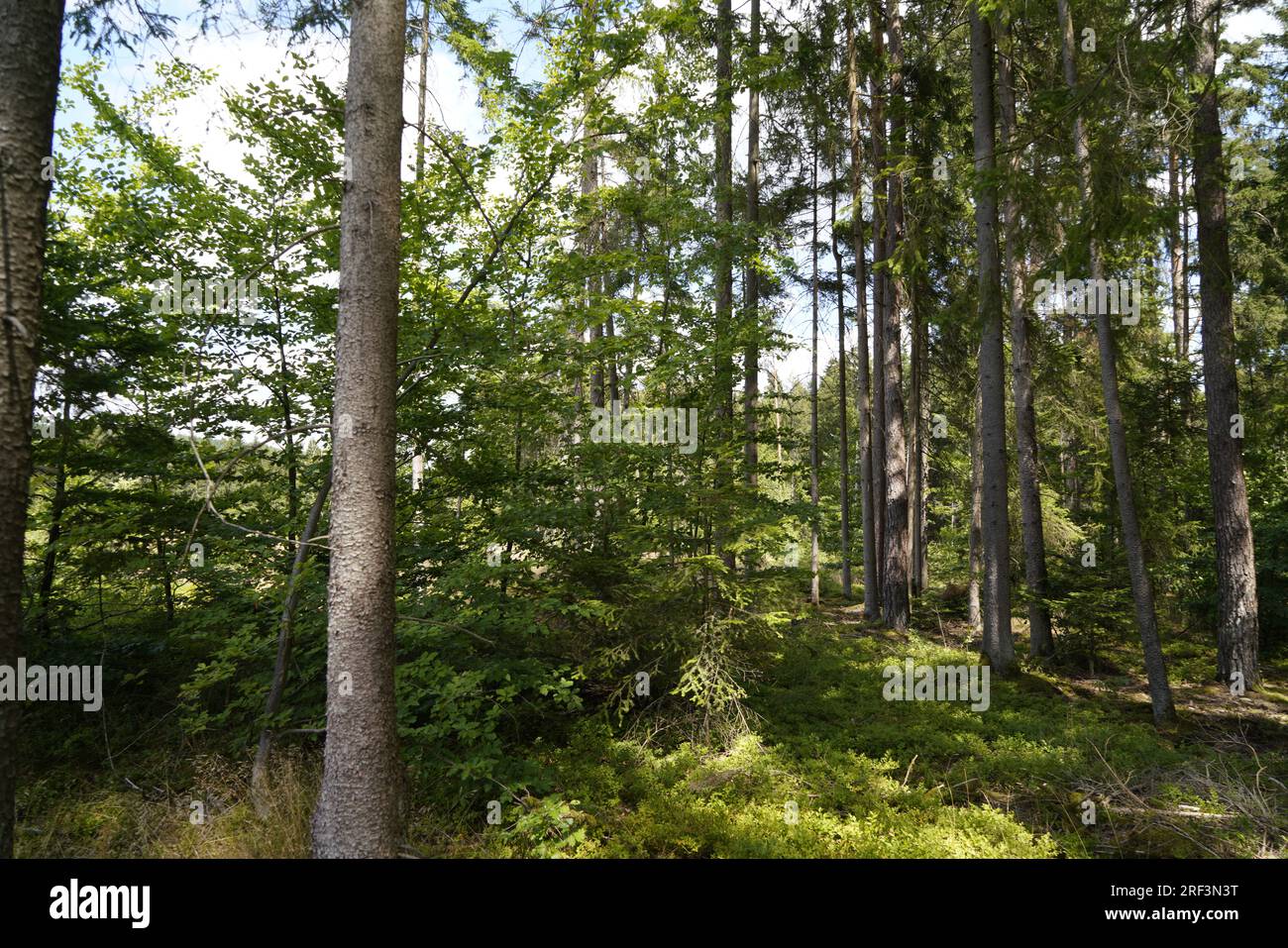 Forest dieback due to climate change, drought and storms and ...