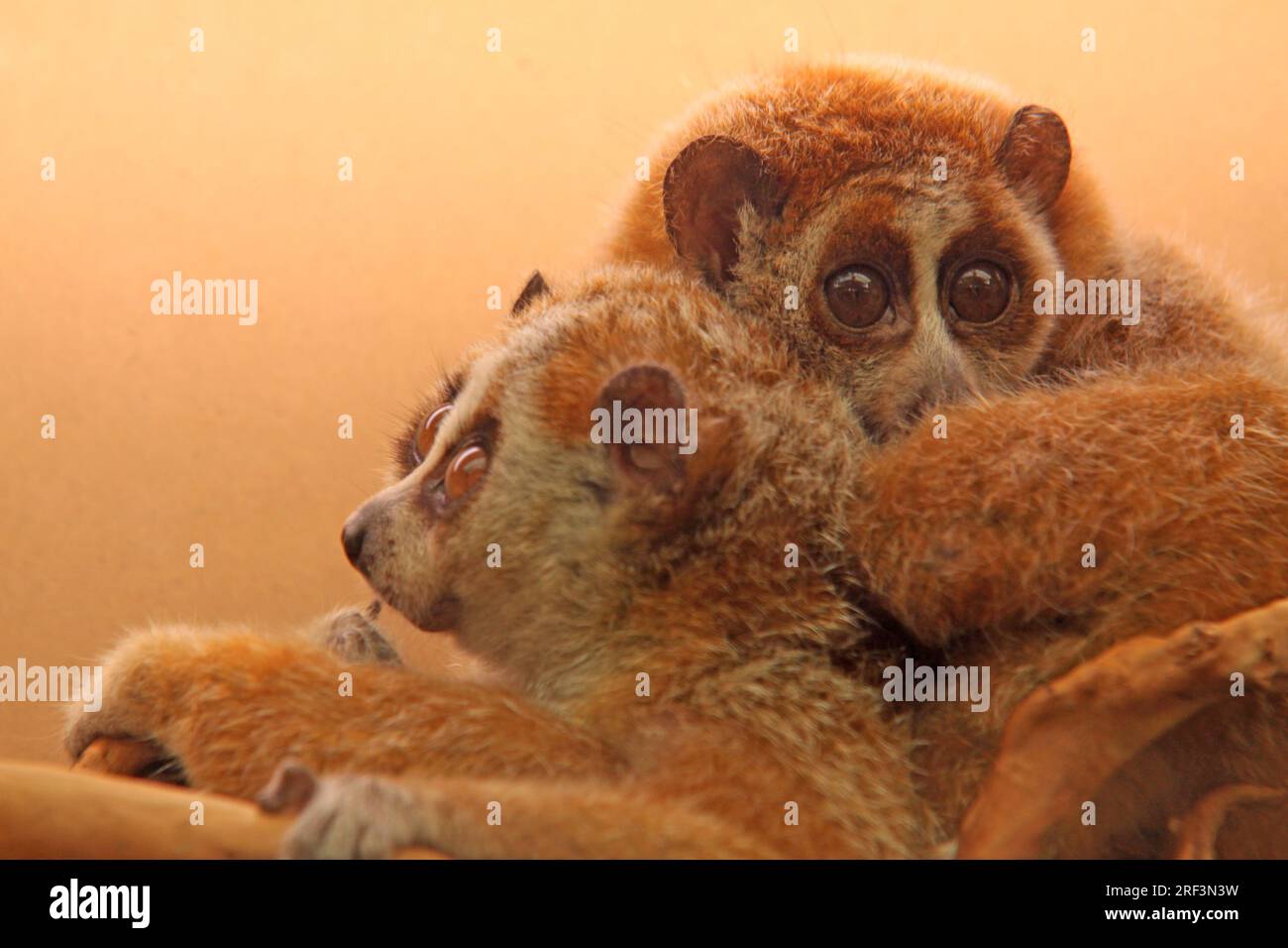 closeup of a slow lorises Stock Photo - Alamy