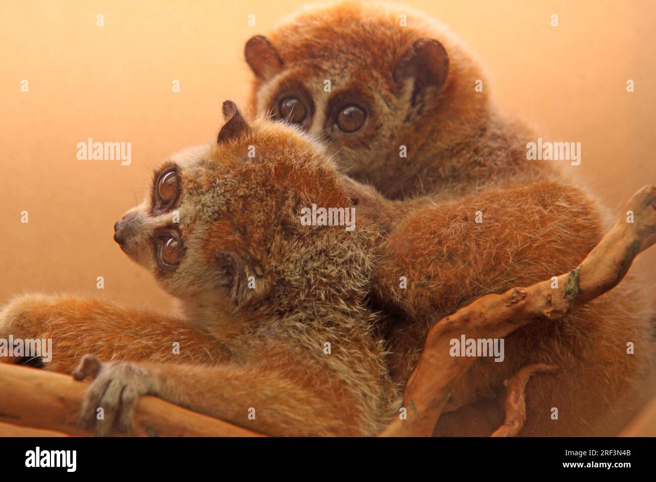 Lorises hi-res stock photography and images - Alamy