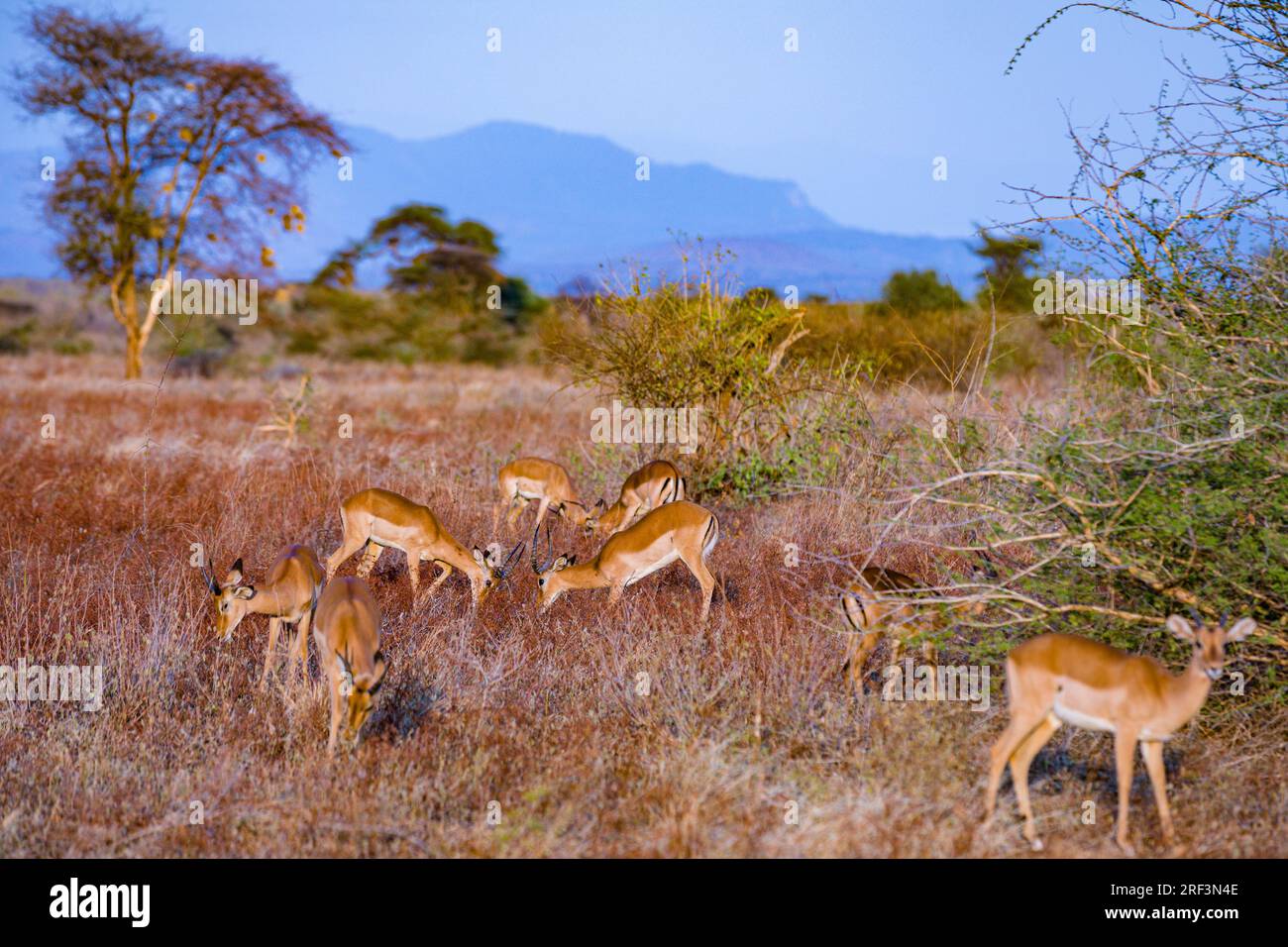 Meru National Park is a Kenyan national park located east of Meru, 350 ...
