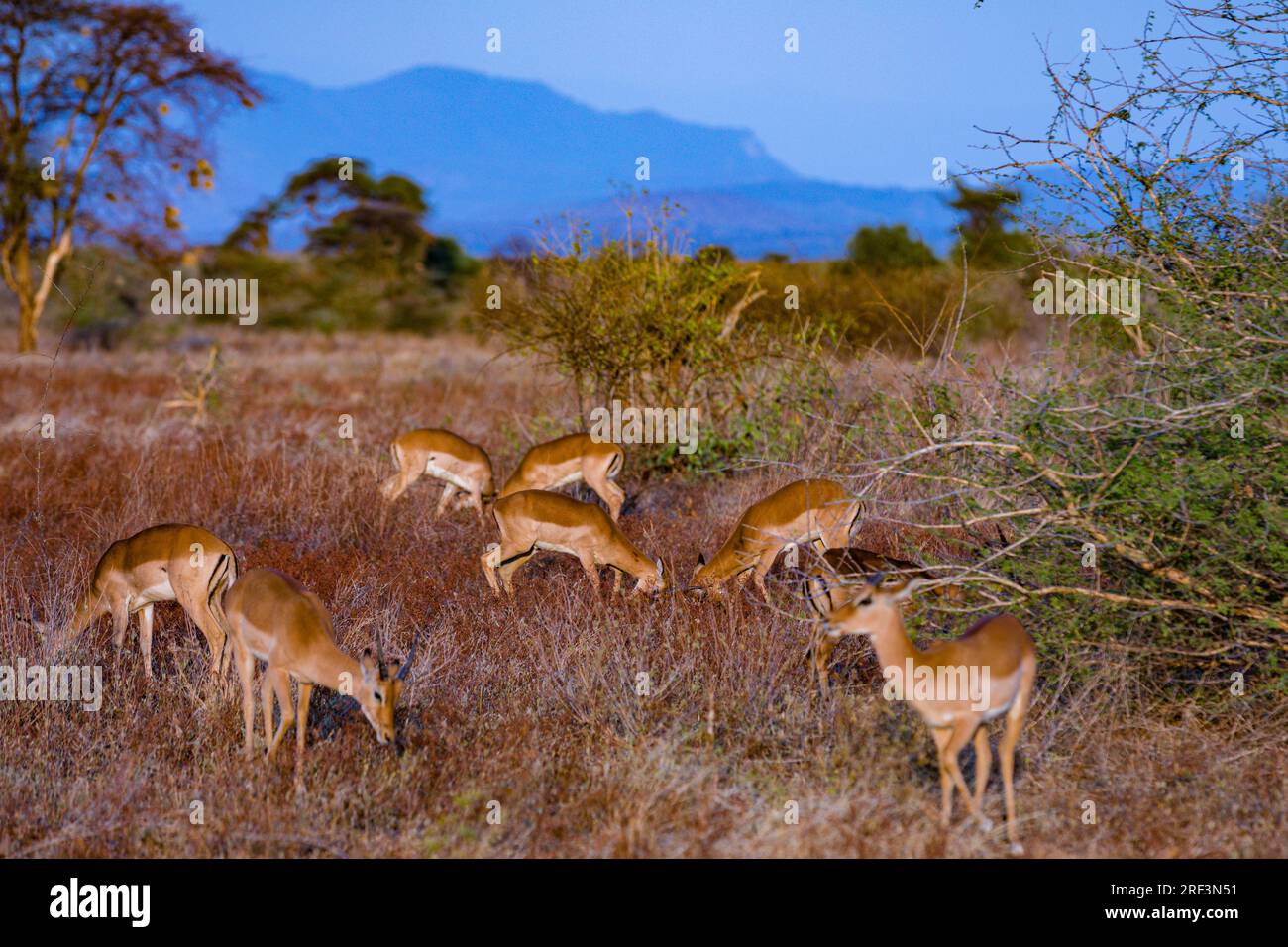 Meru National Park is a Kenyan national park located east of Meru, 350 ...
