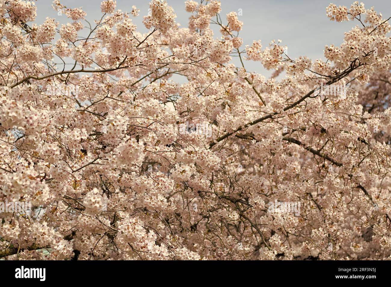 sakura tree flower bloom nature background in spring Stock Photo - Alamy