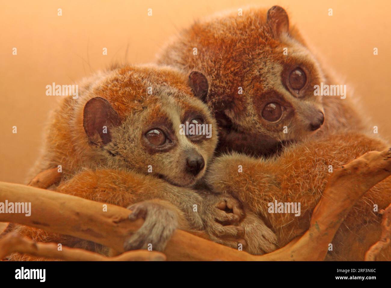 closeup of a slow lorises Stock Photo - Alamy