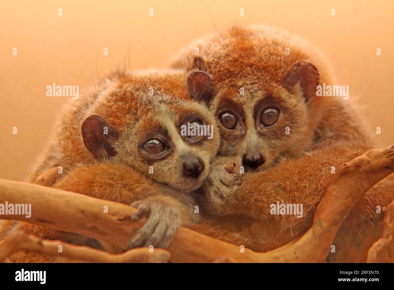 closeup of a slow lorises Stock Photo - Alamy