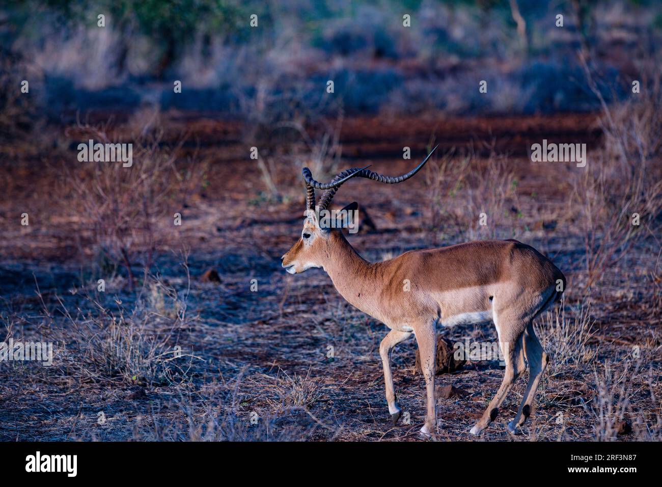 Meru National Park is a Kenyan national park located east of Meru, 350 ...