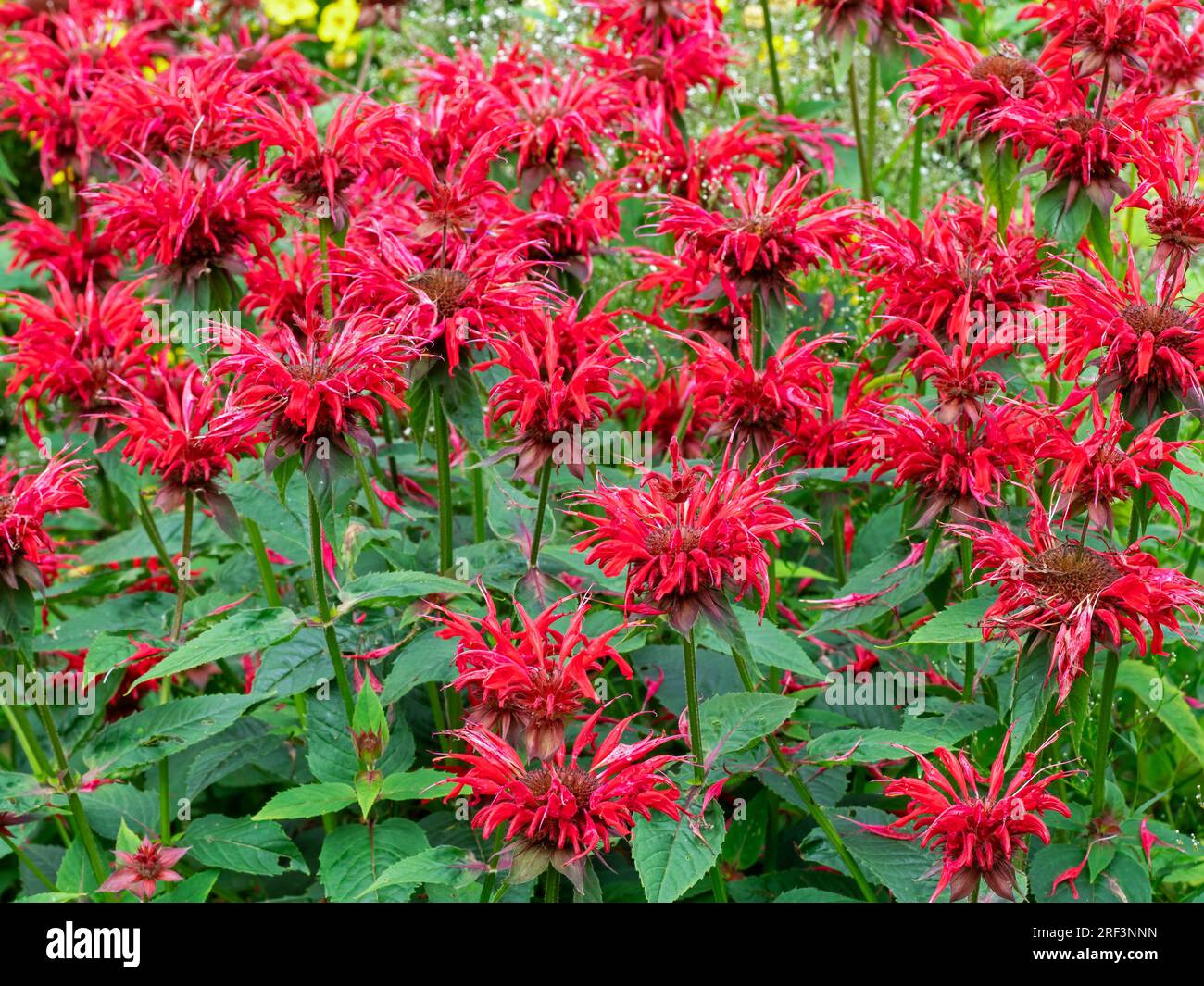 Bee balm monarda garden hi-res stock photography and images - Alamy