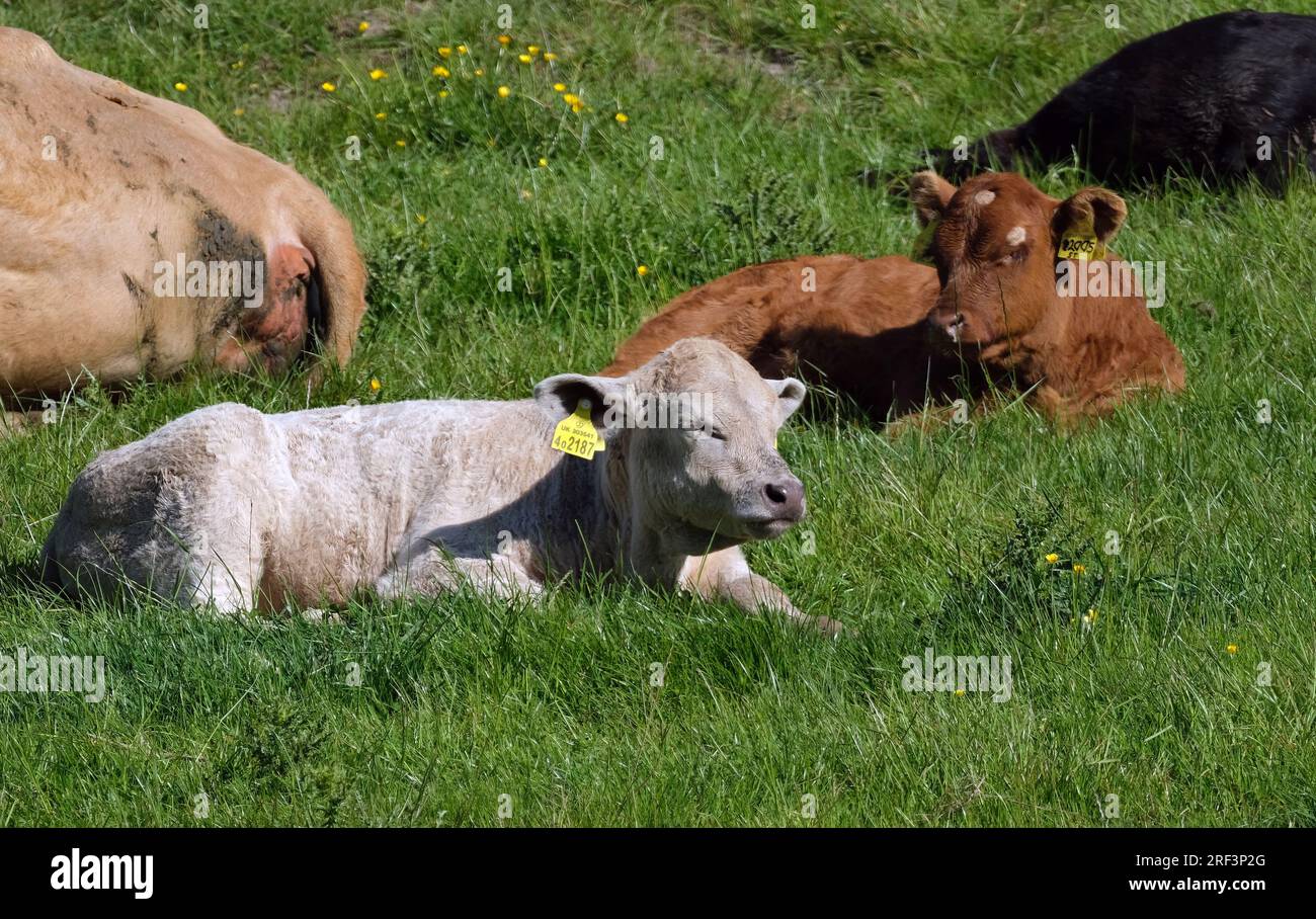 Cattle are large, domesticated, bovid ungulates. They are prominent ...