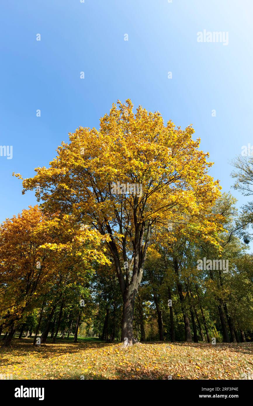 maple foliage in the autumn season during leaf fall, maple with ...
