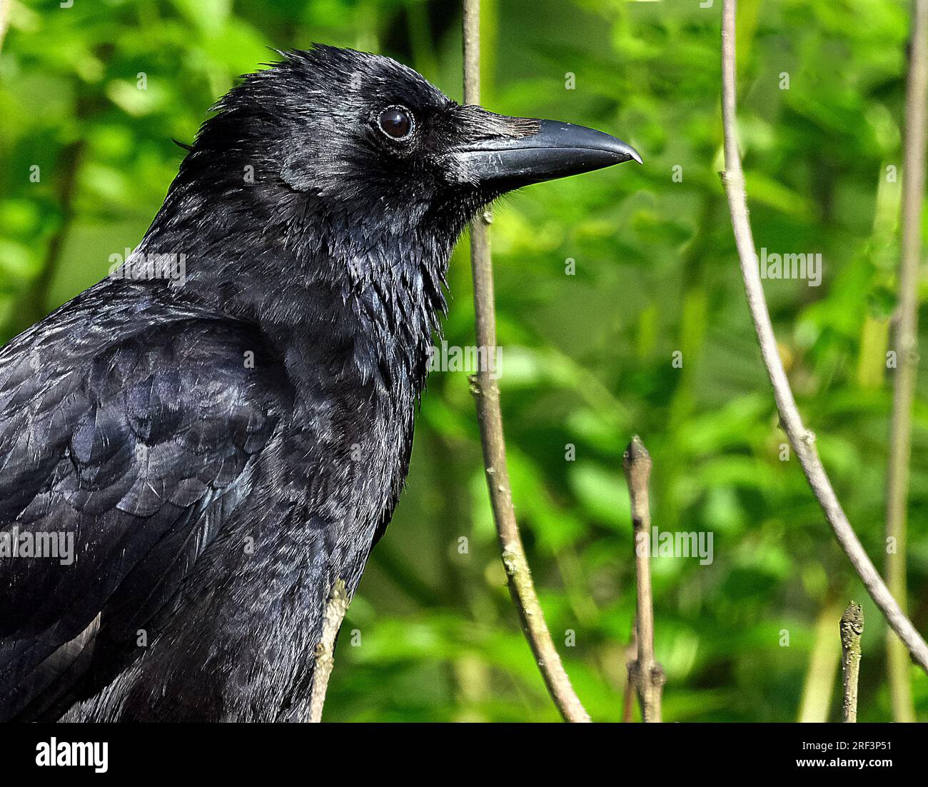 Crow eye hi-res stock photography and images - Alamy