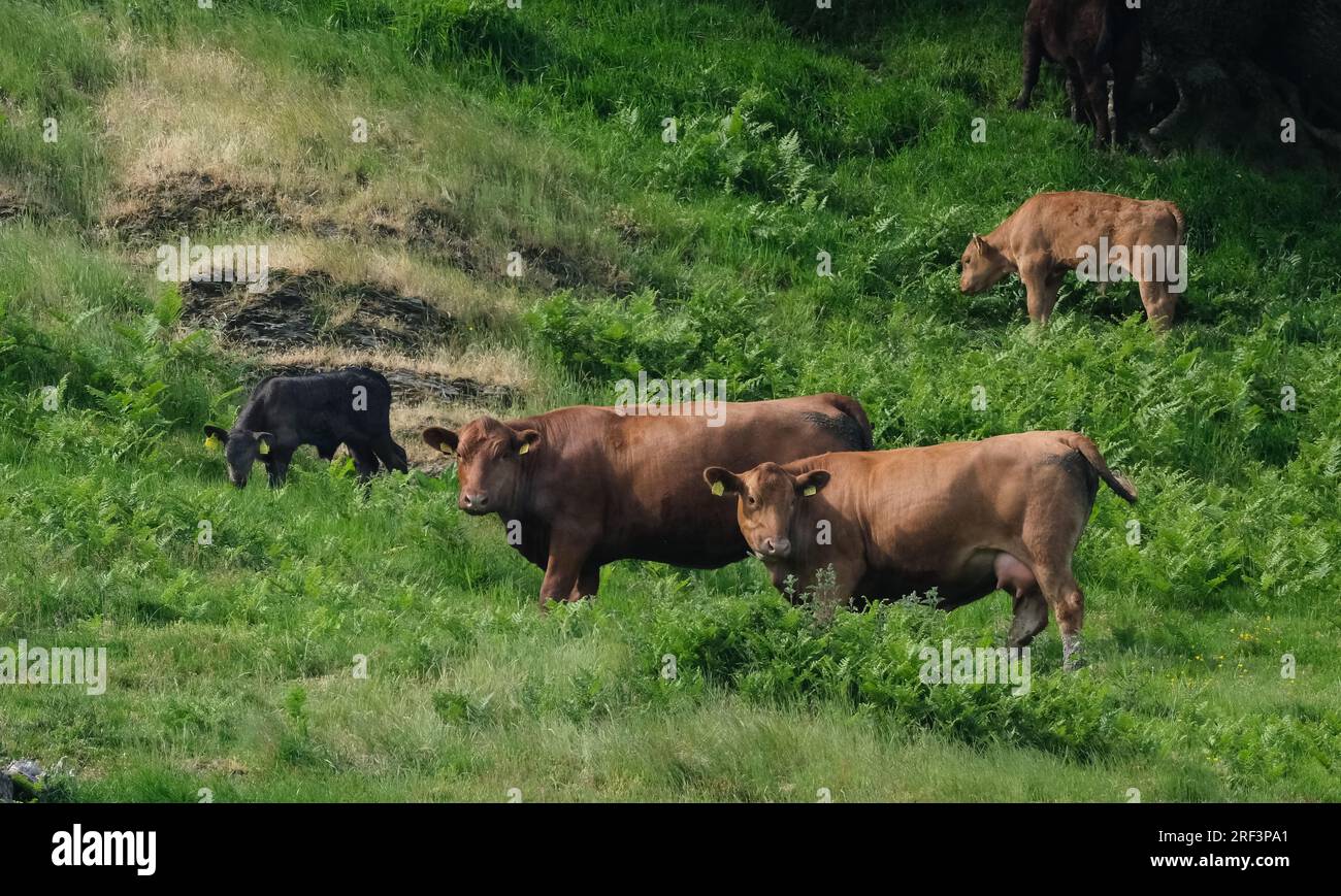 Cattle are large, domesticated, bovid ungulates. They are prominent ...