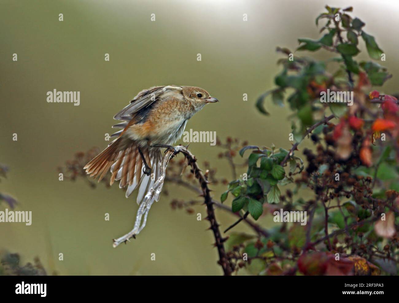 Isabeline Shrike (Lanius isabellinus) vagrant perched on bramble, wing ...