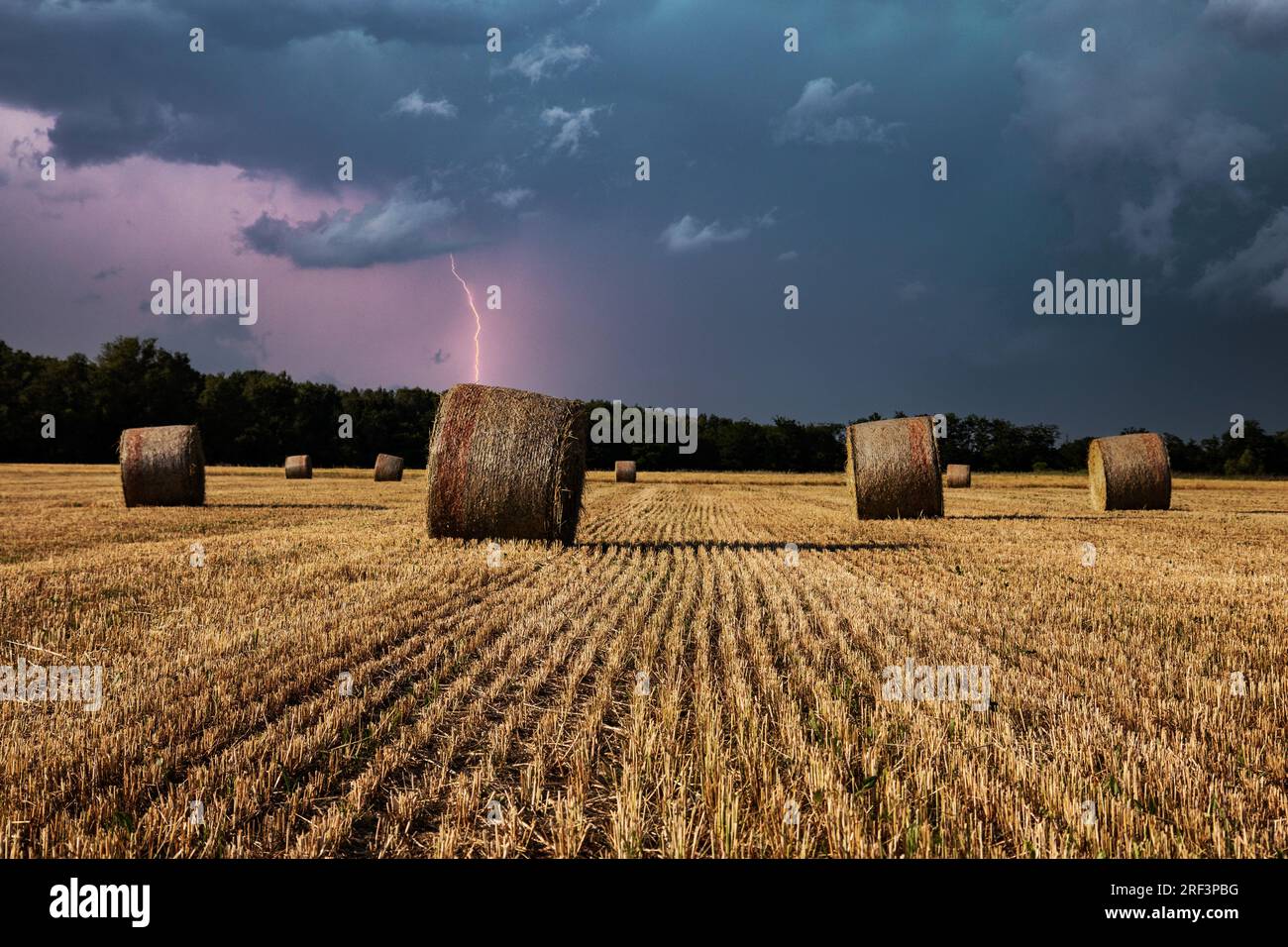 Agriculture, thunderstorm sky with lightning over wheat field with ...