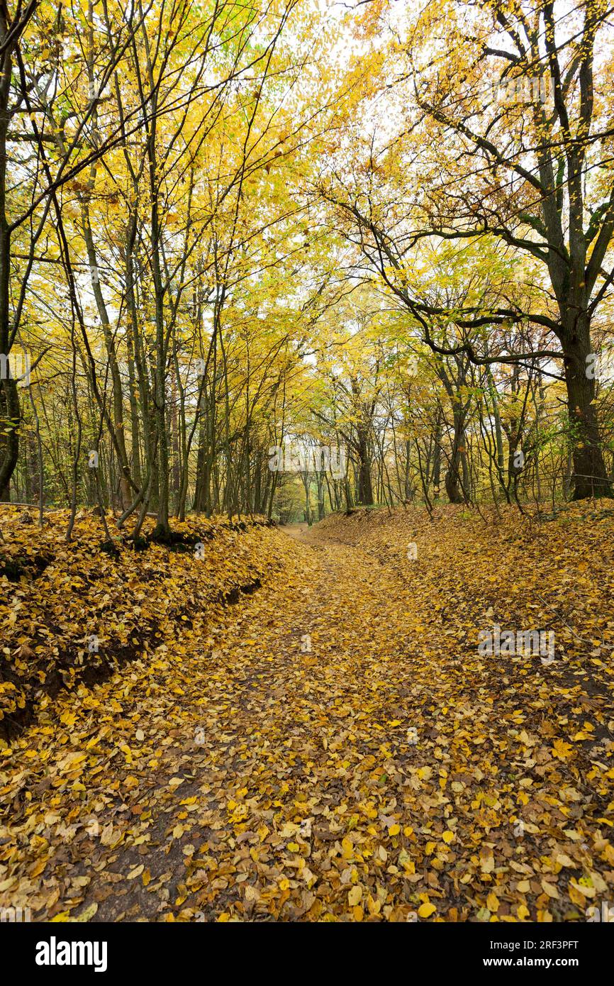 autumn tree with foliage that changed color in the autumn season ...