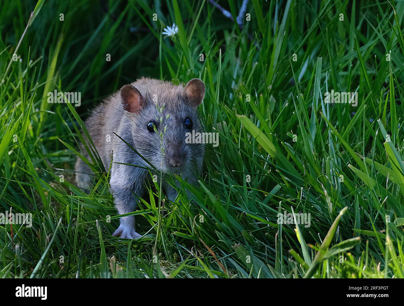 Medium sized rodents hi-res stock photography and images - Alamy
